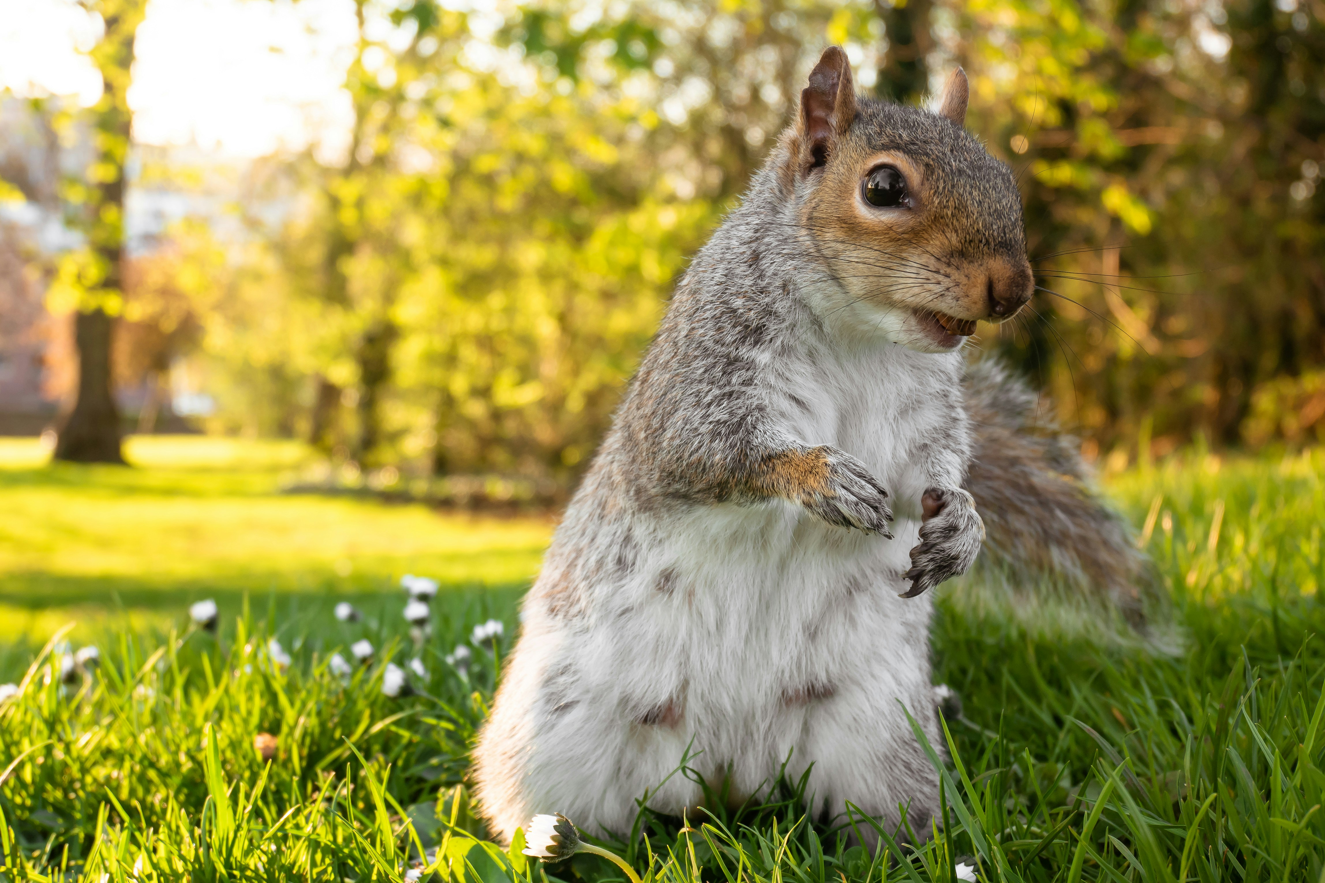 inquisitive squirrel on the hunt for more almonds