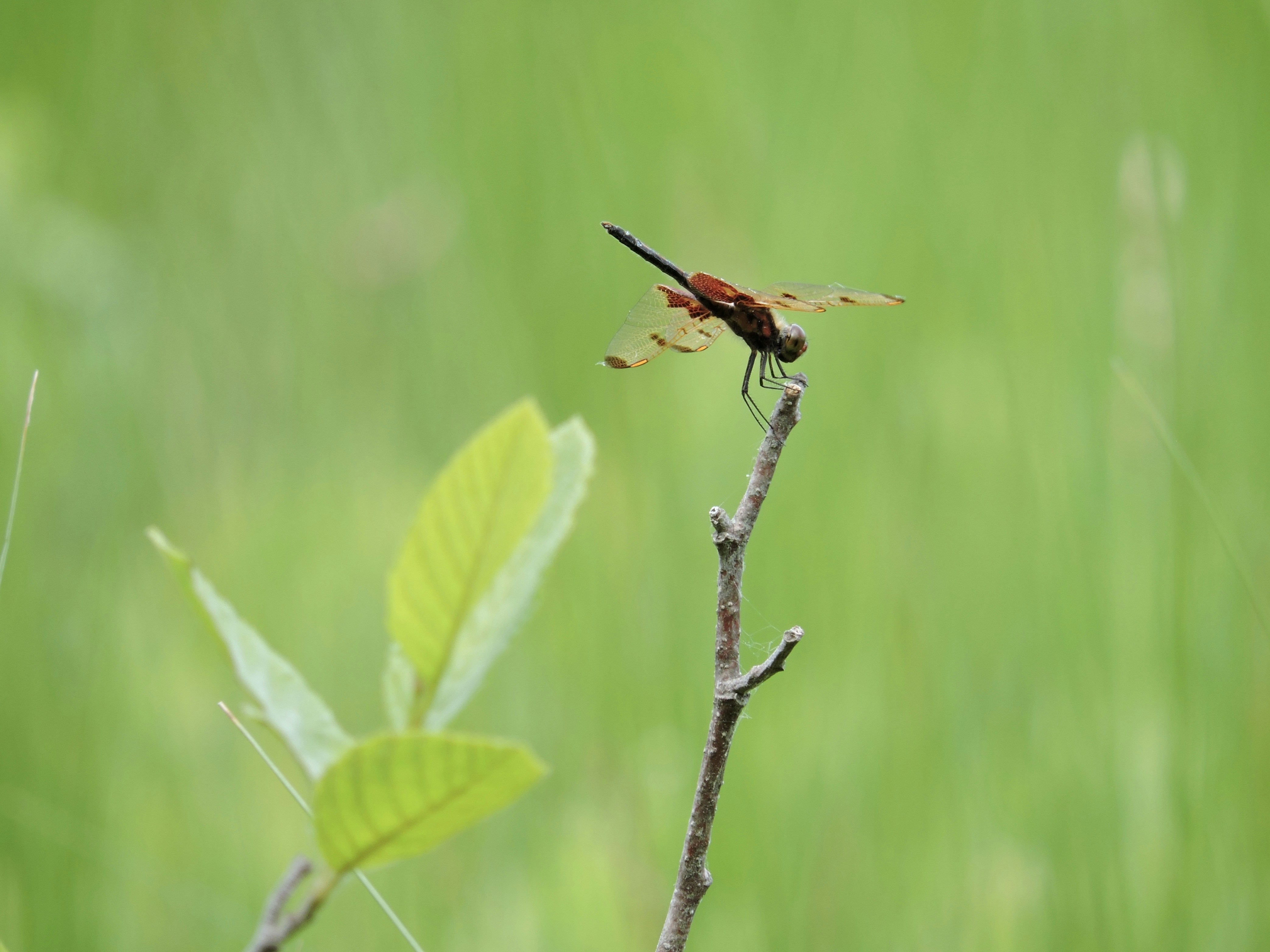 Crimson Dragonfly Perched on a Lone Twig Amid Sunlit Meadow