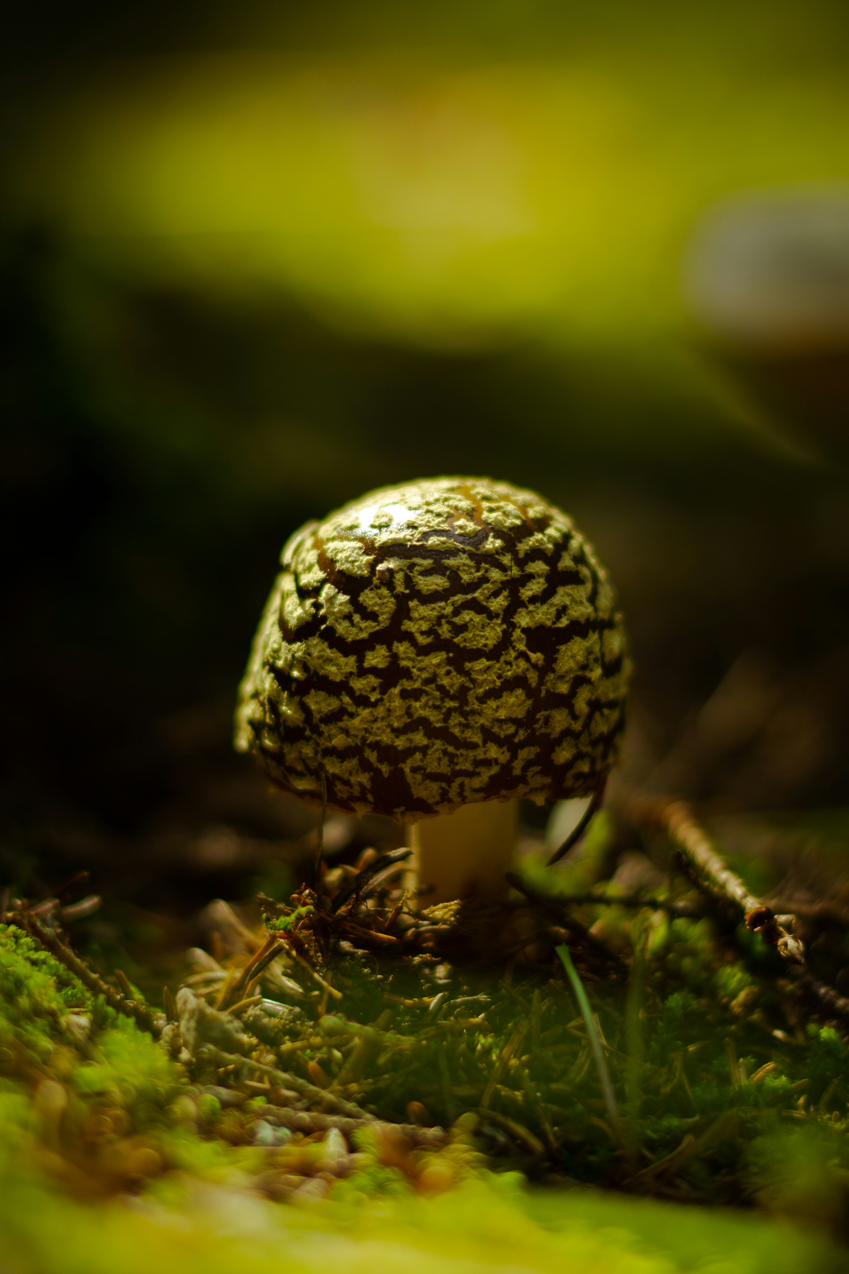Cracked Ivory Cap Rising from Moss: A Close-Up Forest Floor Macro