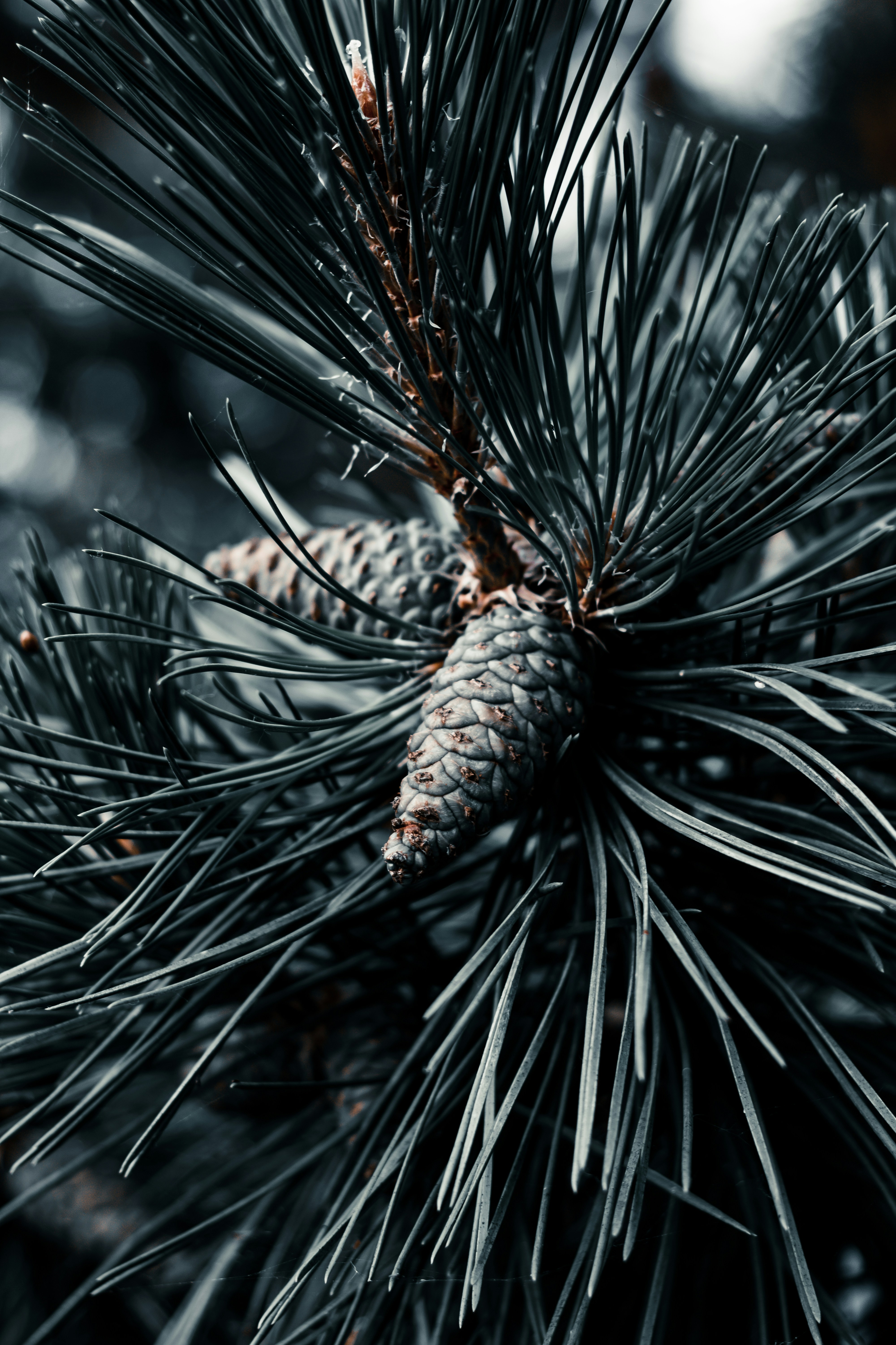 Needlework of Winter Pine: A Closeup of a Pinecone in Sharp Focus