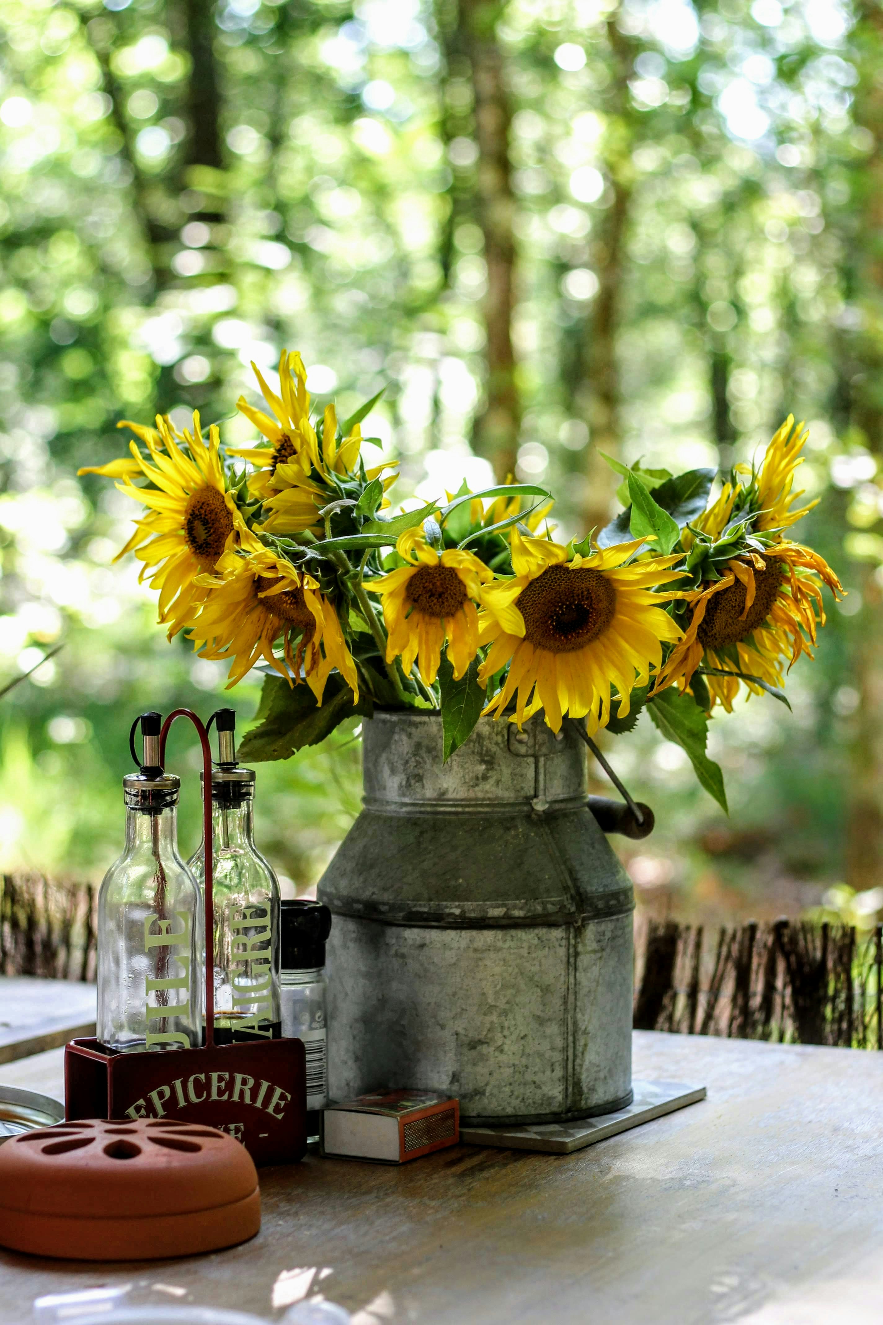 Sunflowers in a Galvanized Milk Can: Rustic Still Life Under Forest Dappled Light