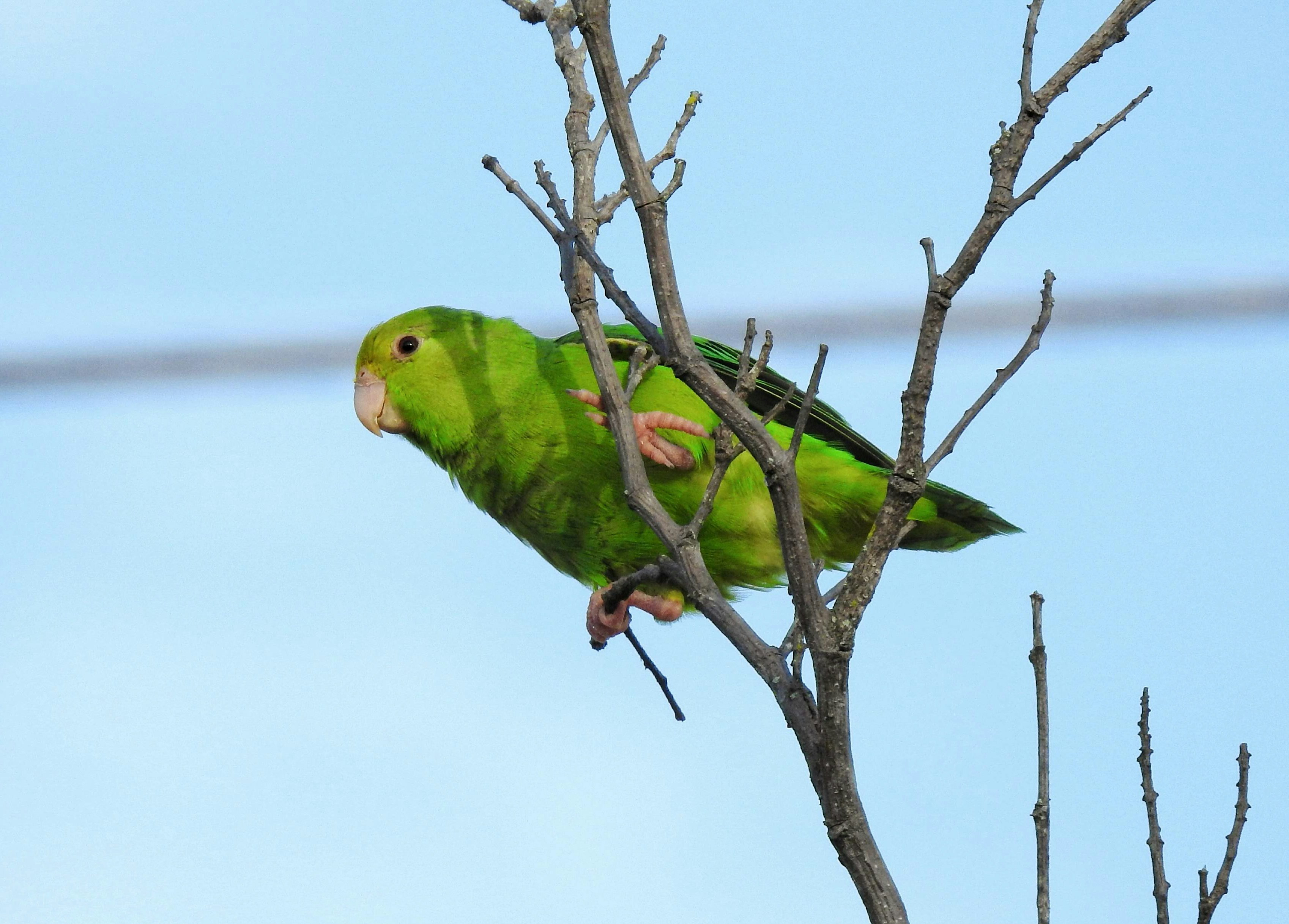 Un pájaro verde encaramado en la cima de la rama de un árbol foto ...