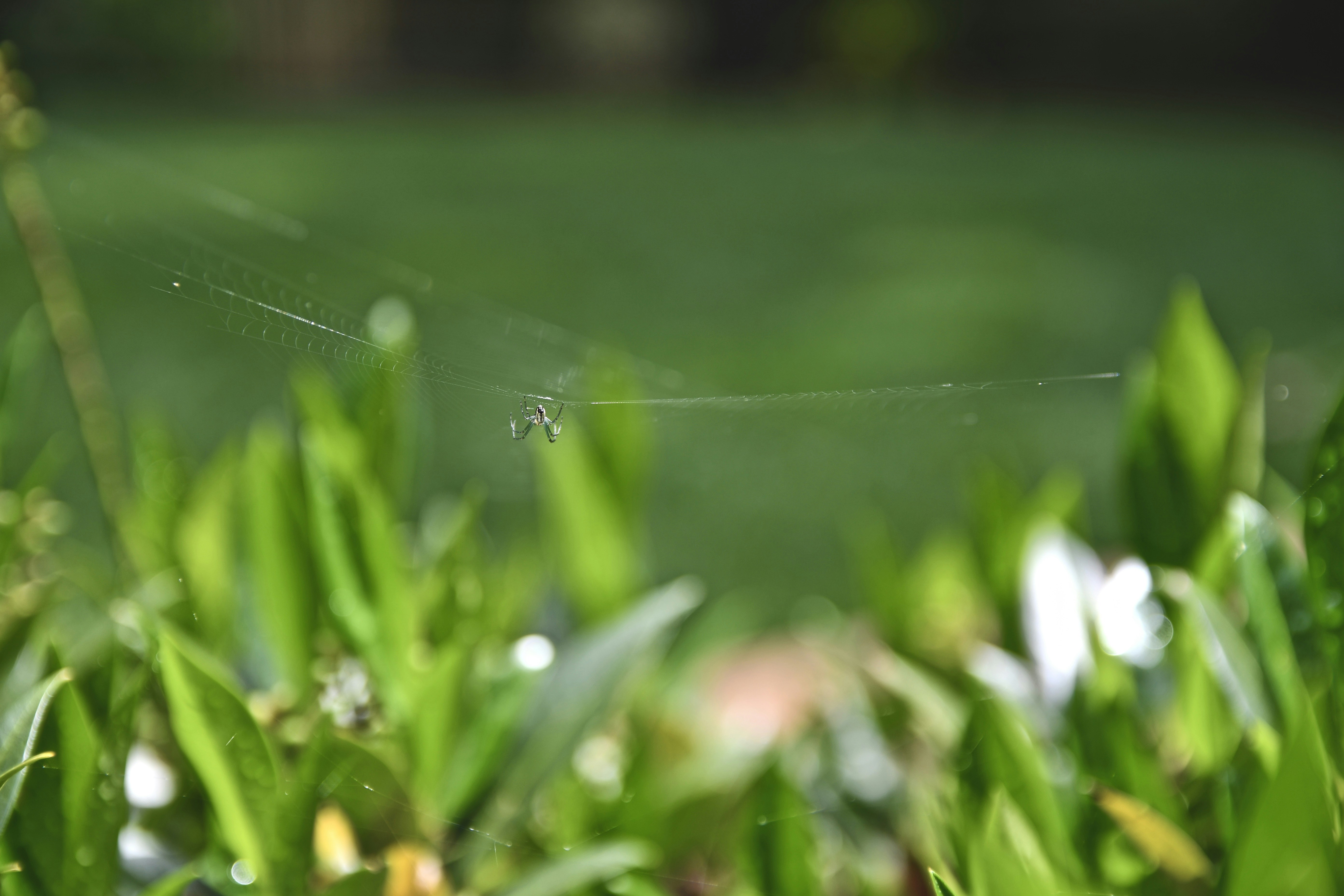 Delicate spider web glistening in sunlight, suspended between vibrant green foliage. The intricate design showcases nature's artistry.