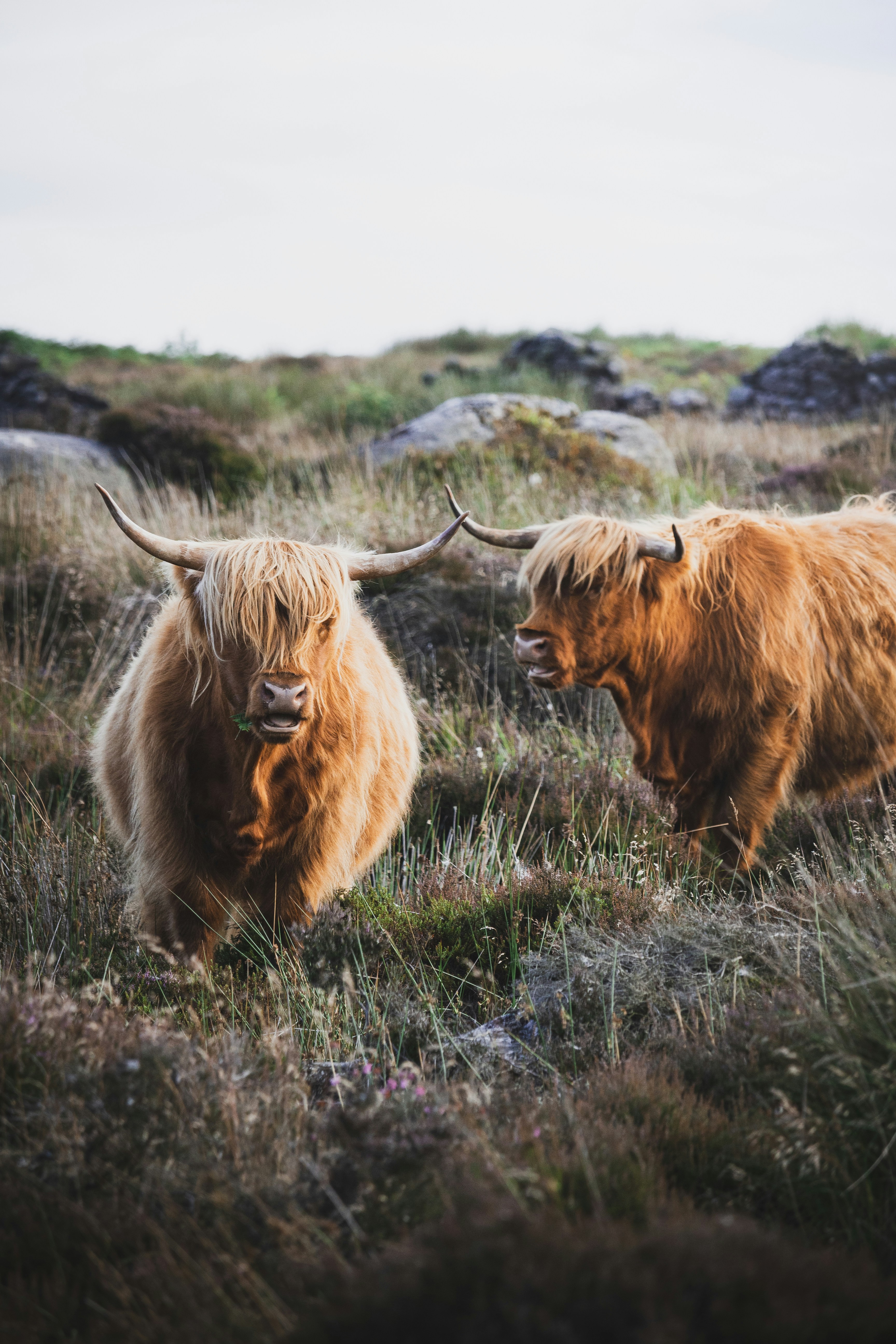 Horns and Heather: A Highland Duo in Quiet Moorland