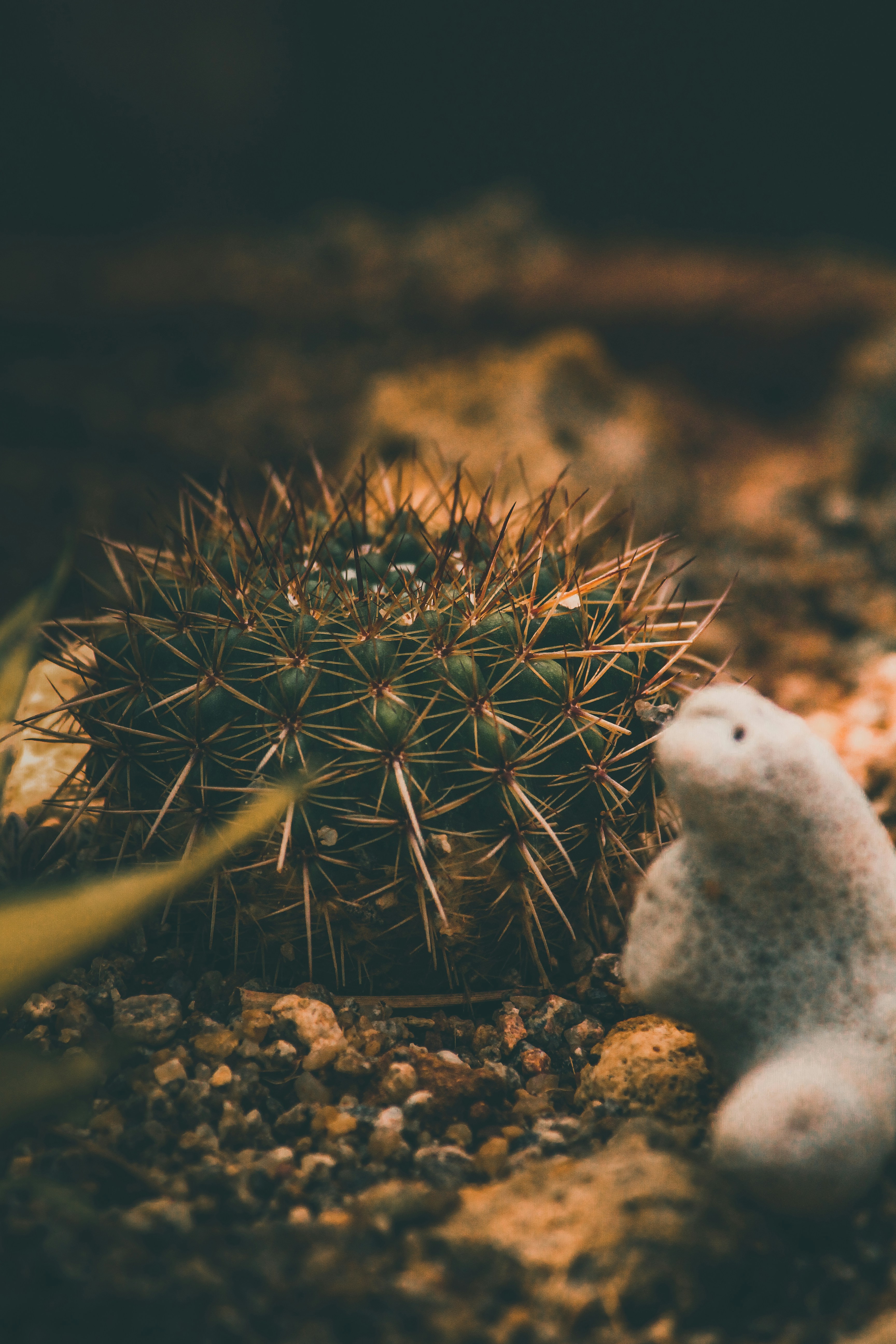 Prickles and Plush: A Quiet Micro Scene