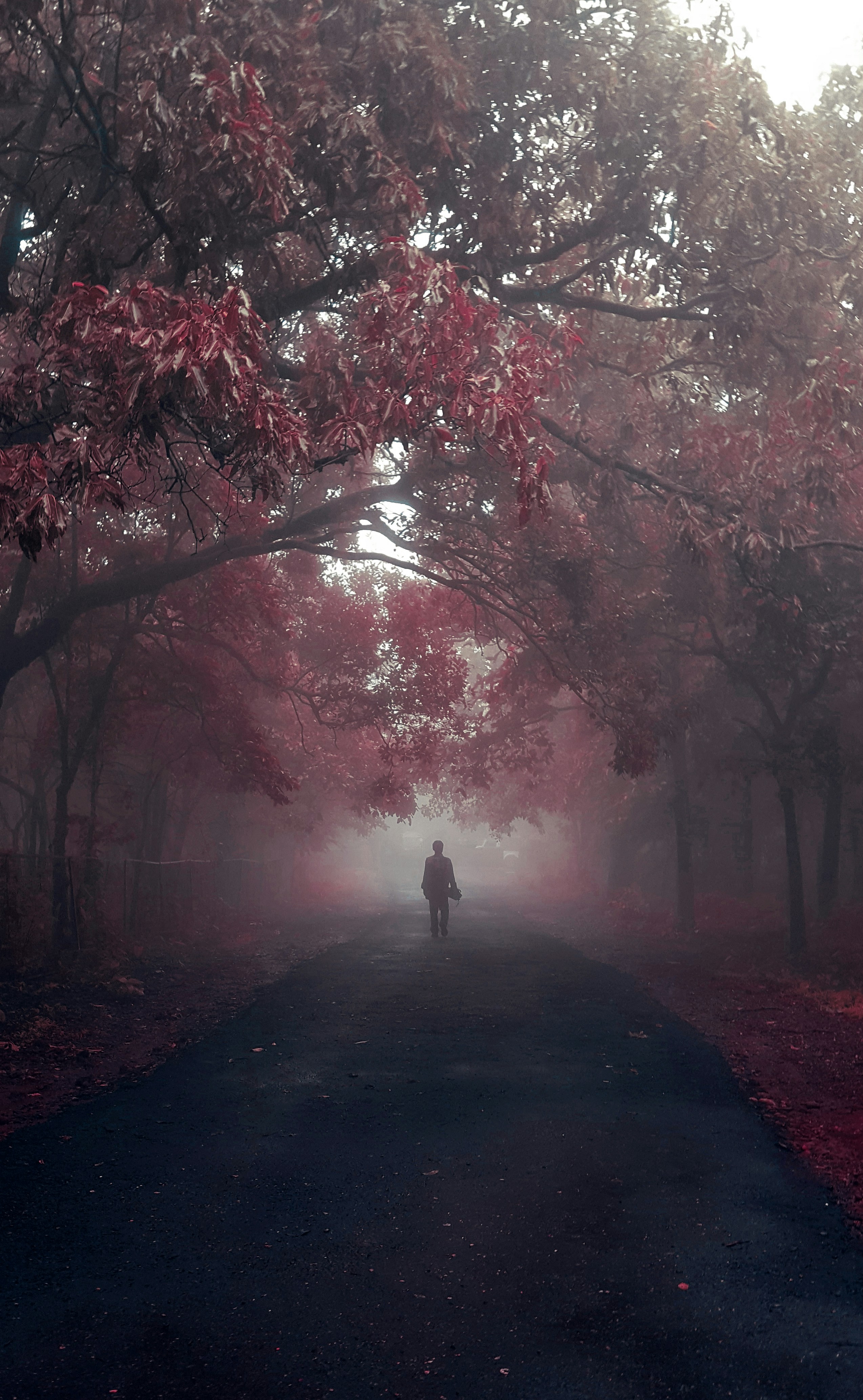 Mist-draped park path bordered by crimson-leaved trees, with a lone figure walking away toward a pale glow. The photograph emphasizes fog, fall foliage, and the solitary mood.
