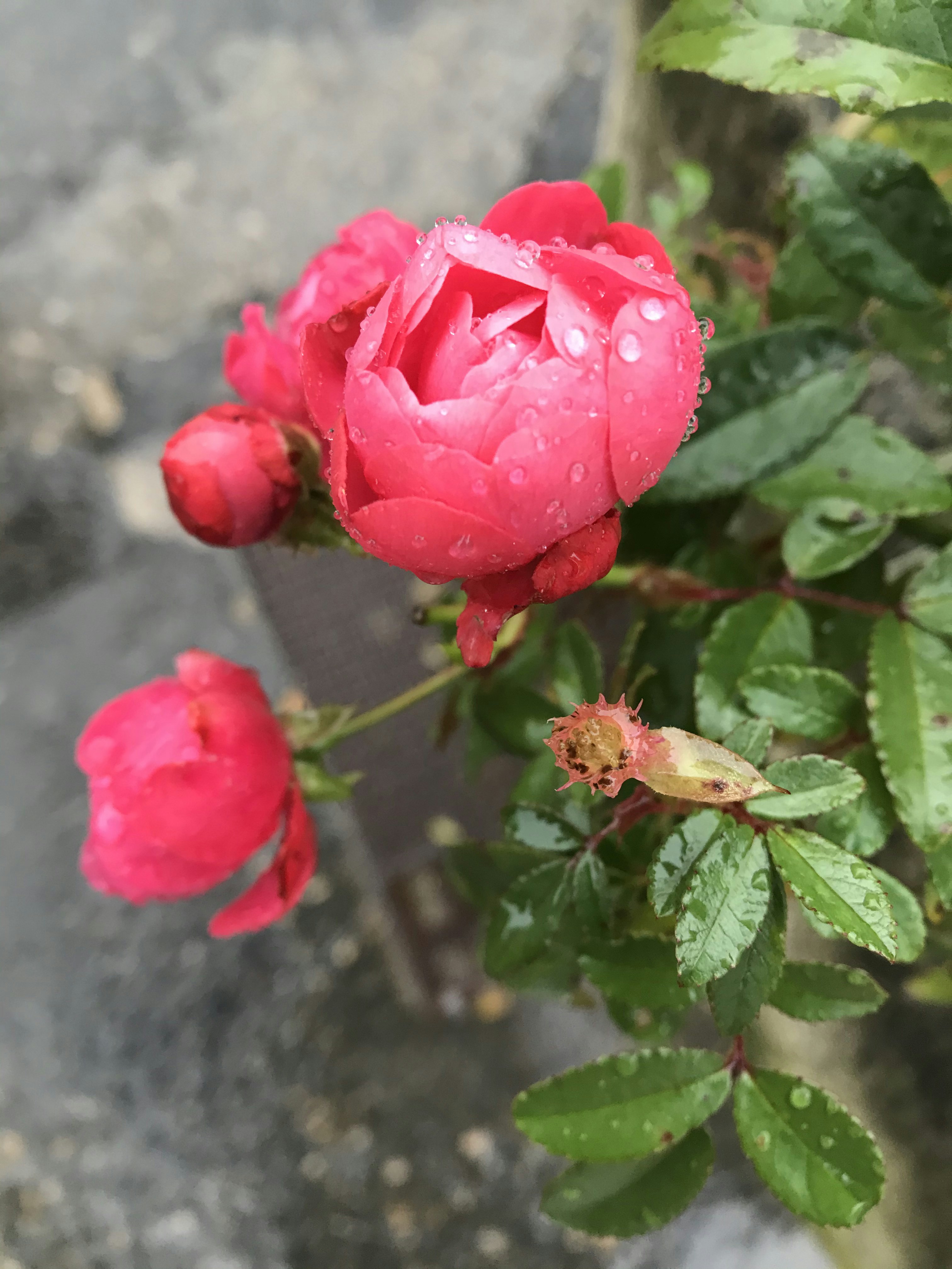 Rain-Kissed Pink Rosebud in a Quiet Garden Moment