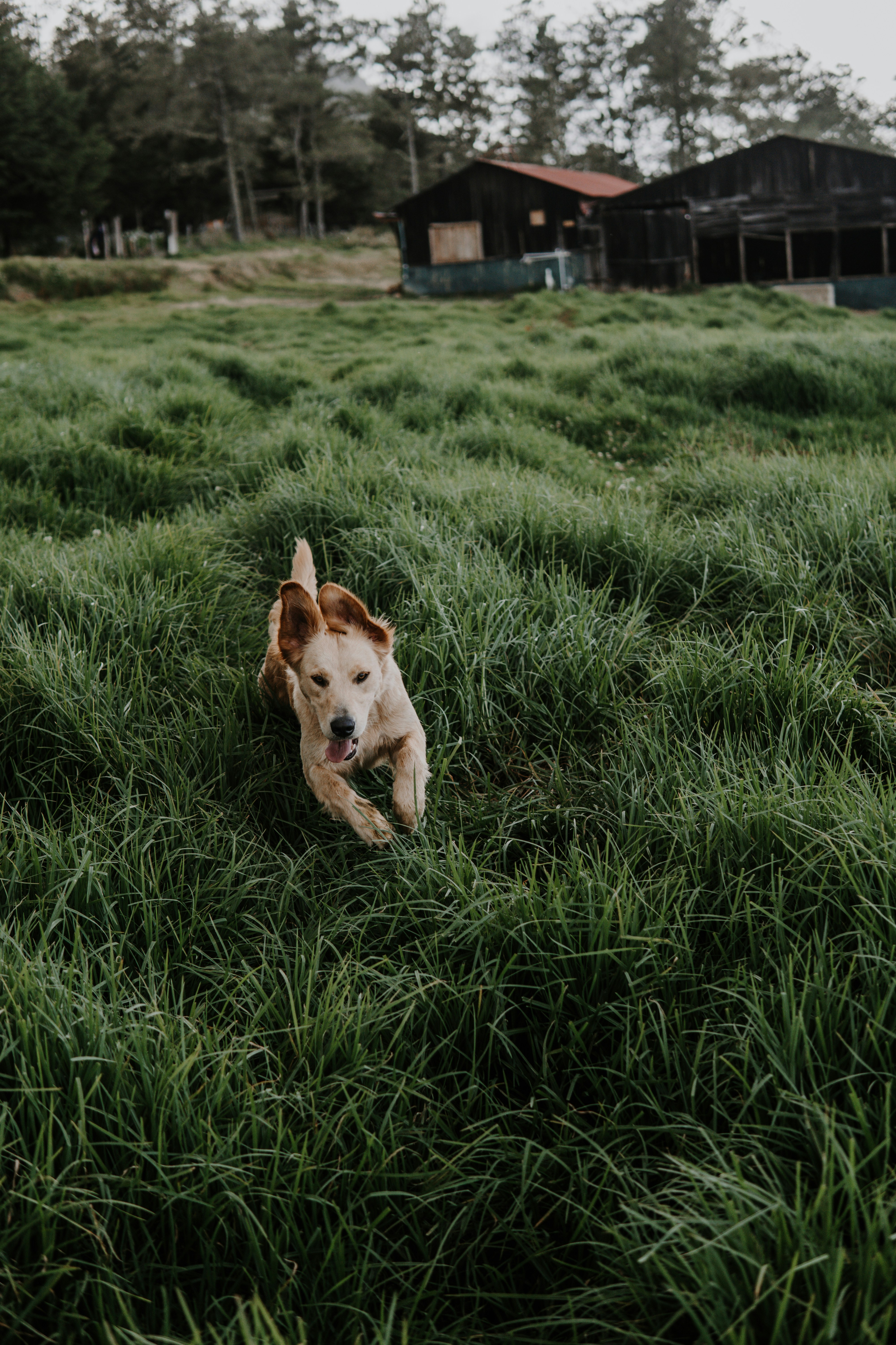 A golden retriever joyfully dashes through lush green grass, with rustic barns in the background. The scene captures a moment of playful freedom.