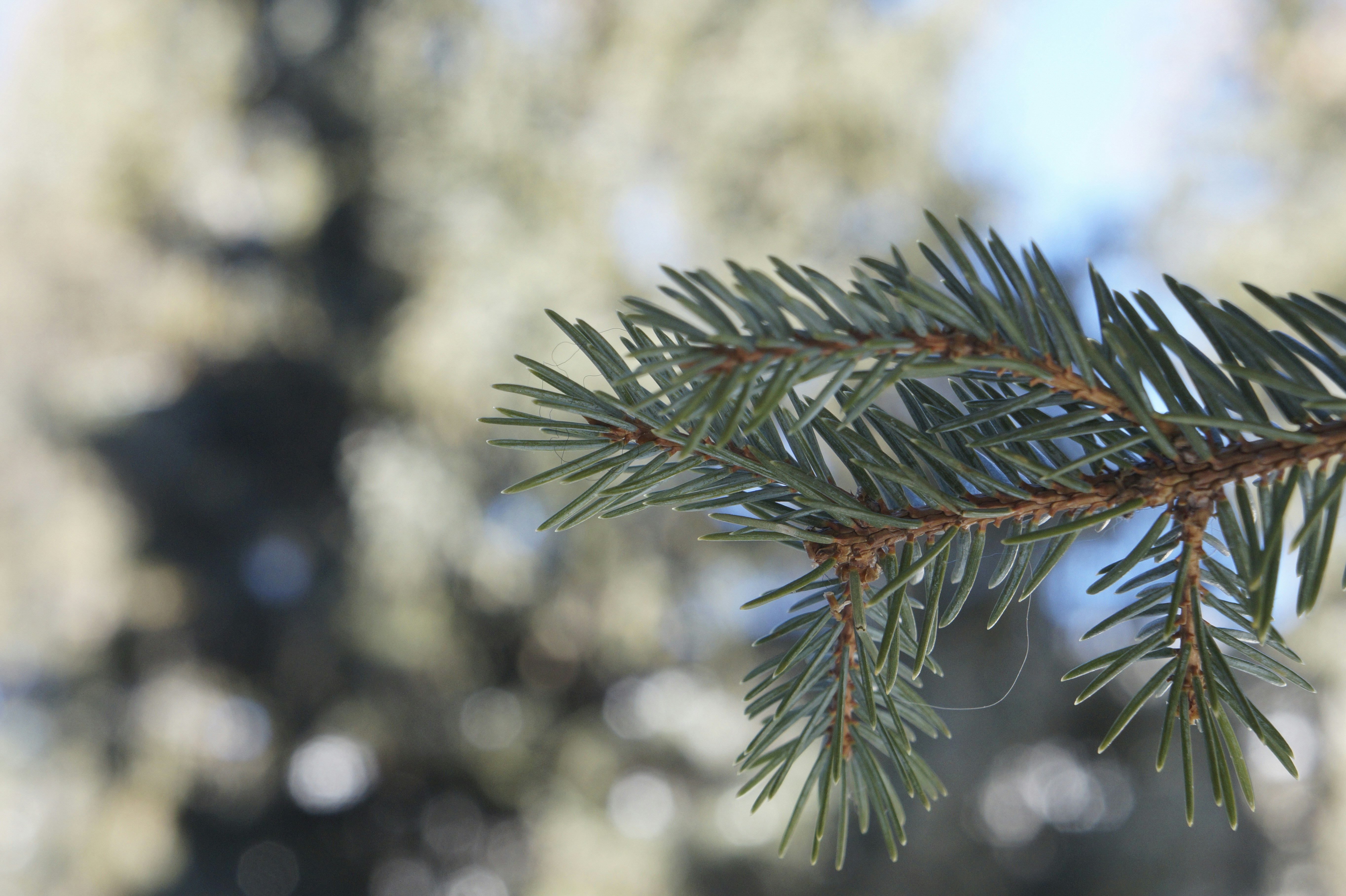 Close-up of a pine branch showcasing its intricate needles against a blurred forest background.