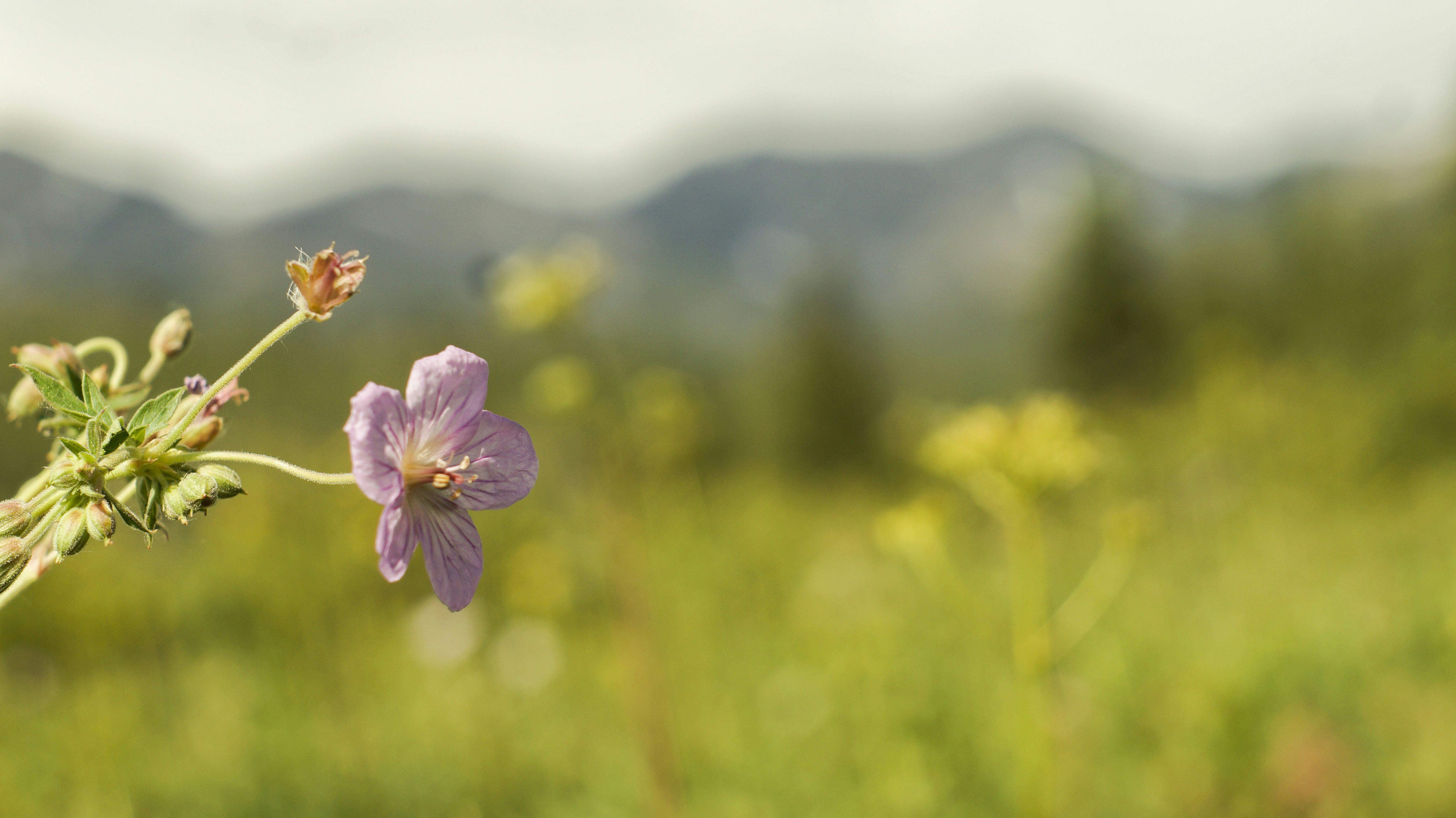 Violet in the Sunlit Meadow: a delicate bloom with distant hills