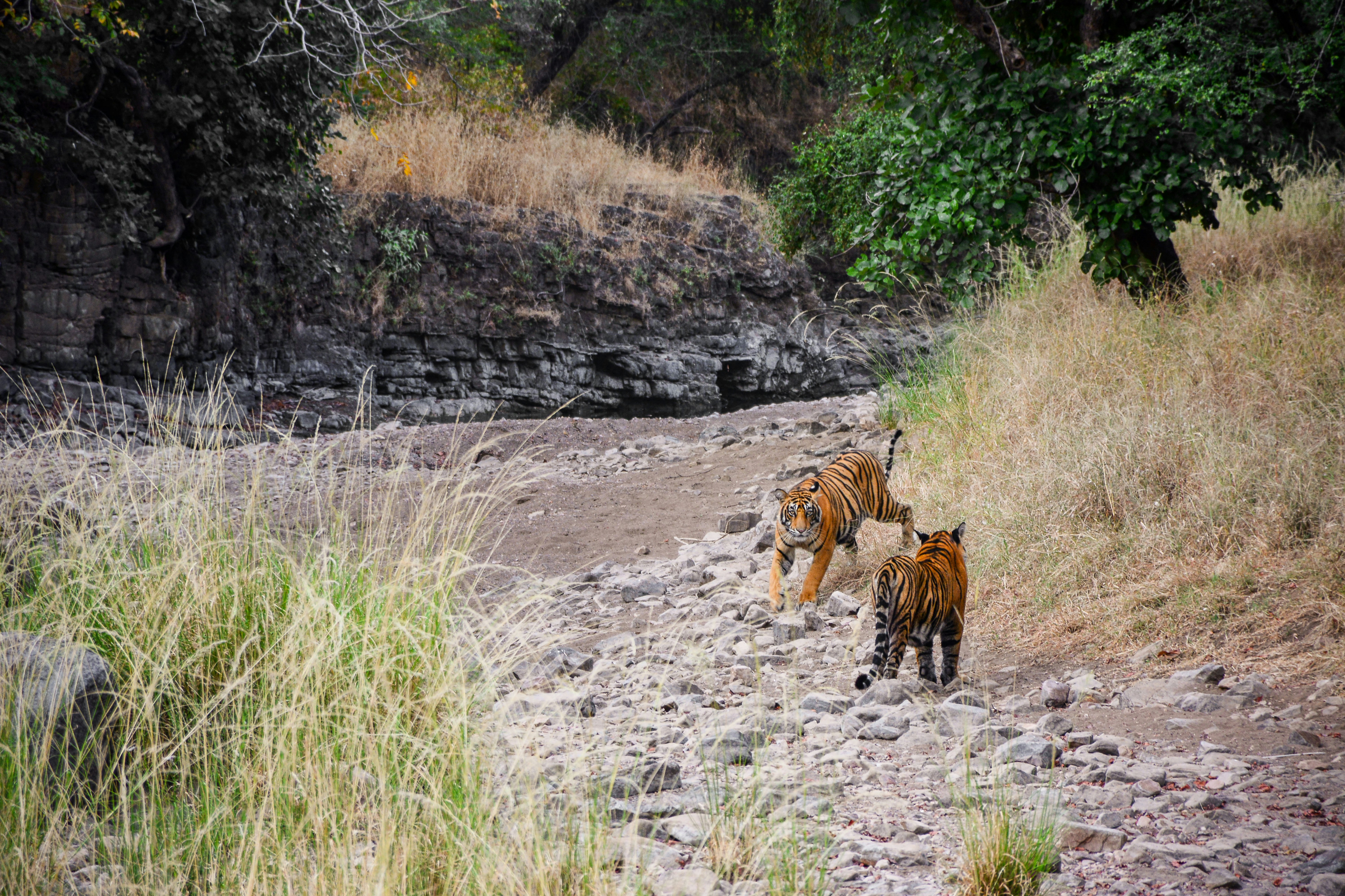Two tigers stride along a rocky riverbank, surrounded by tall grass and lush greenery.
