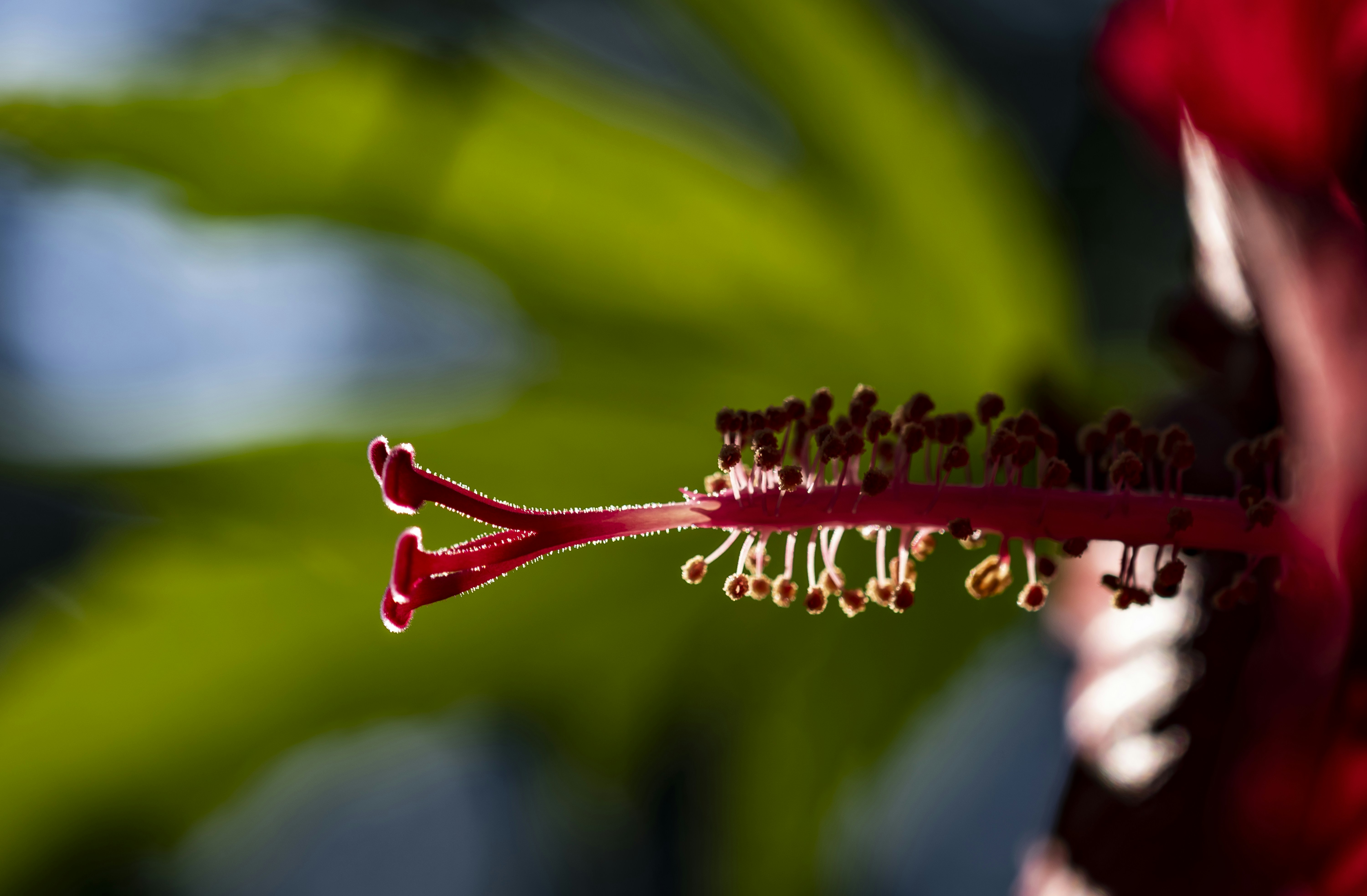 red flower bud in tilt shift lens