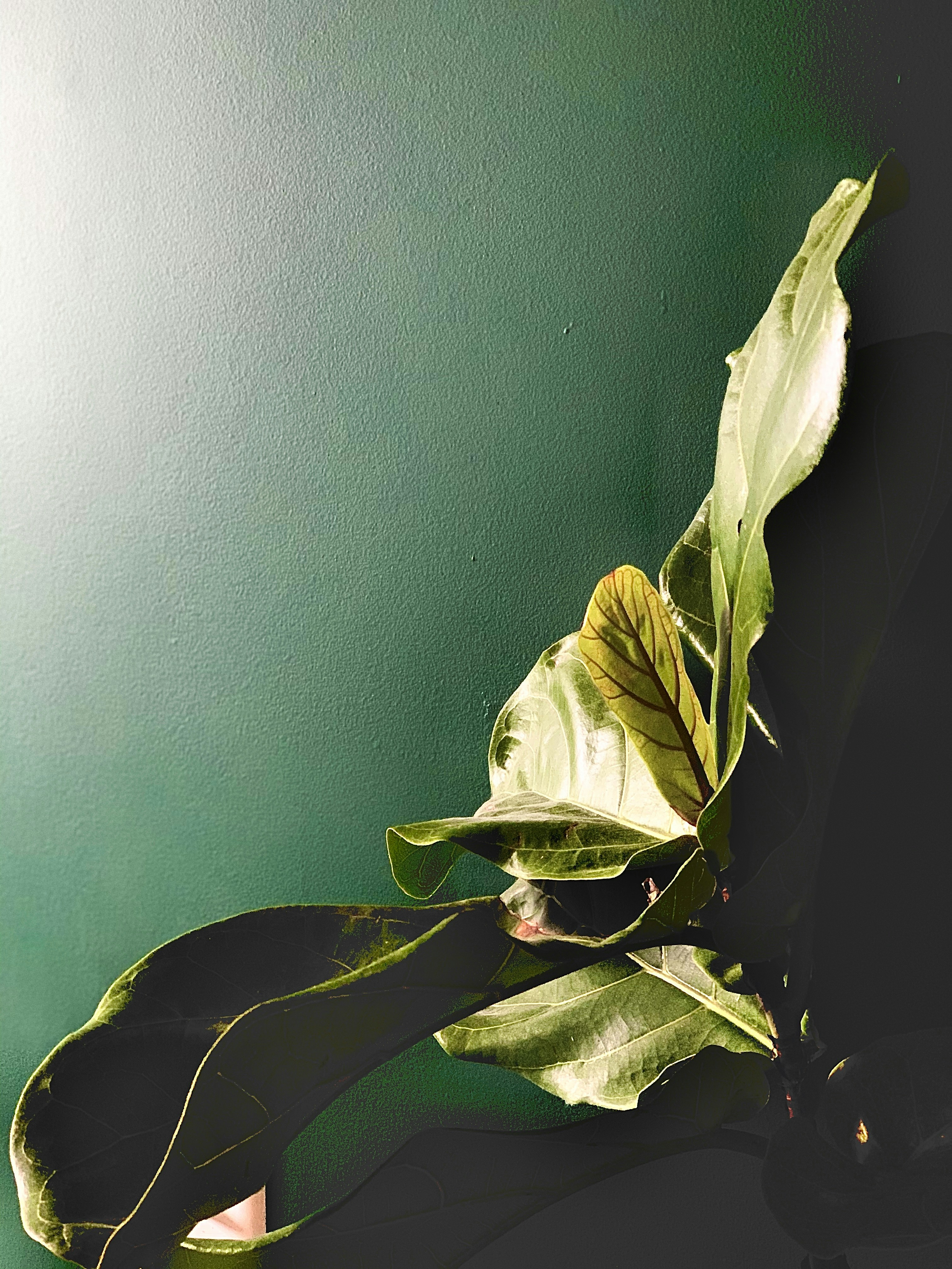 Fiddle leaf fig leaves gracefully arching against a deep green wall, showcasing their vibrant textures and shapes.