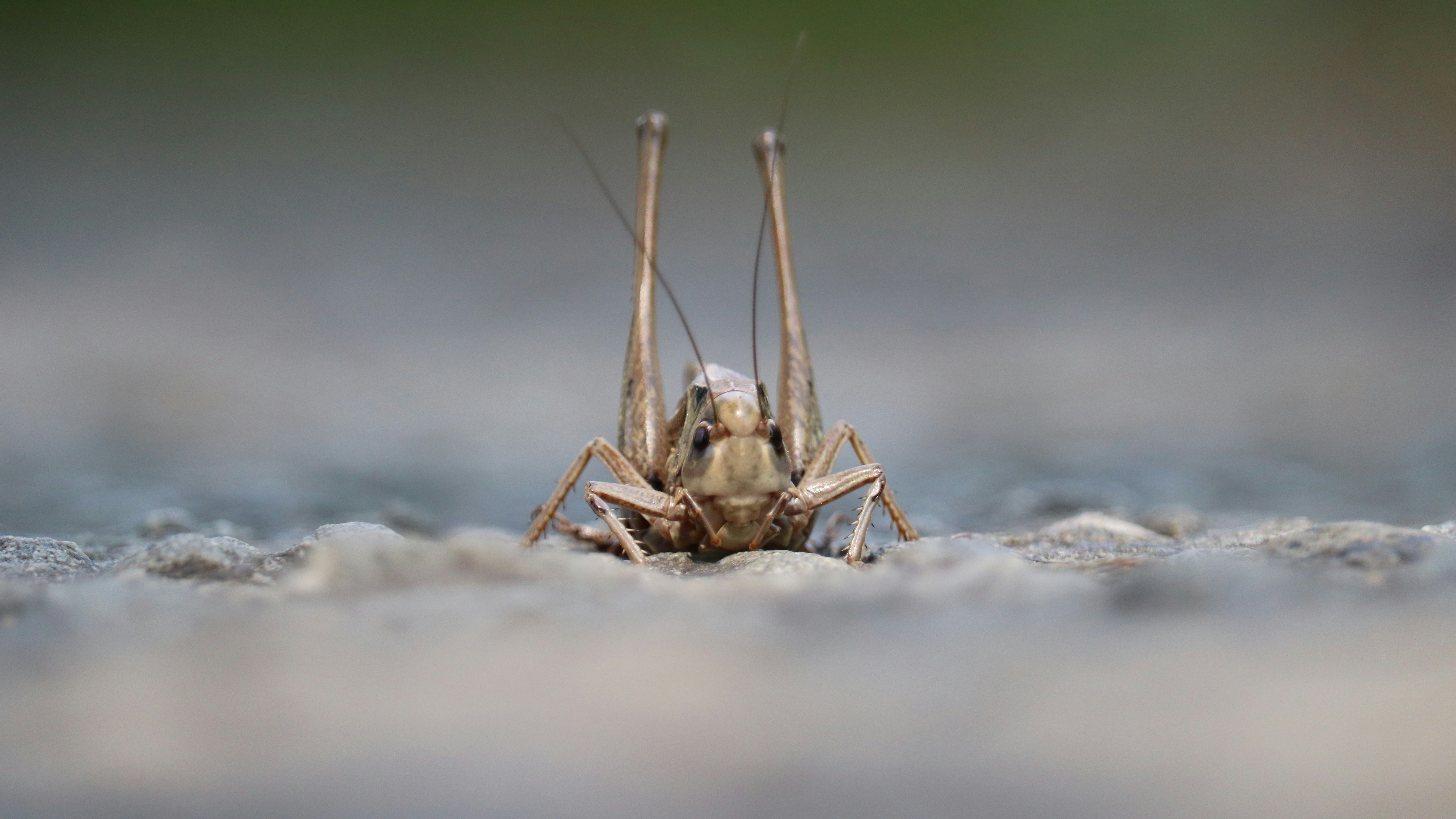Detailed macro shot of a cricket poised on a textured surface, showcasing its intricate features and antennae. The background is softly blurred, emphasizing the subject.