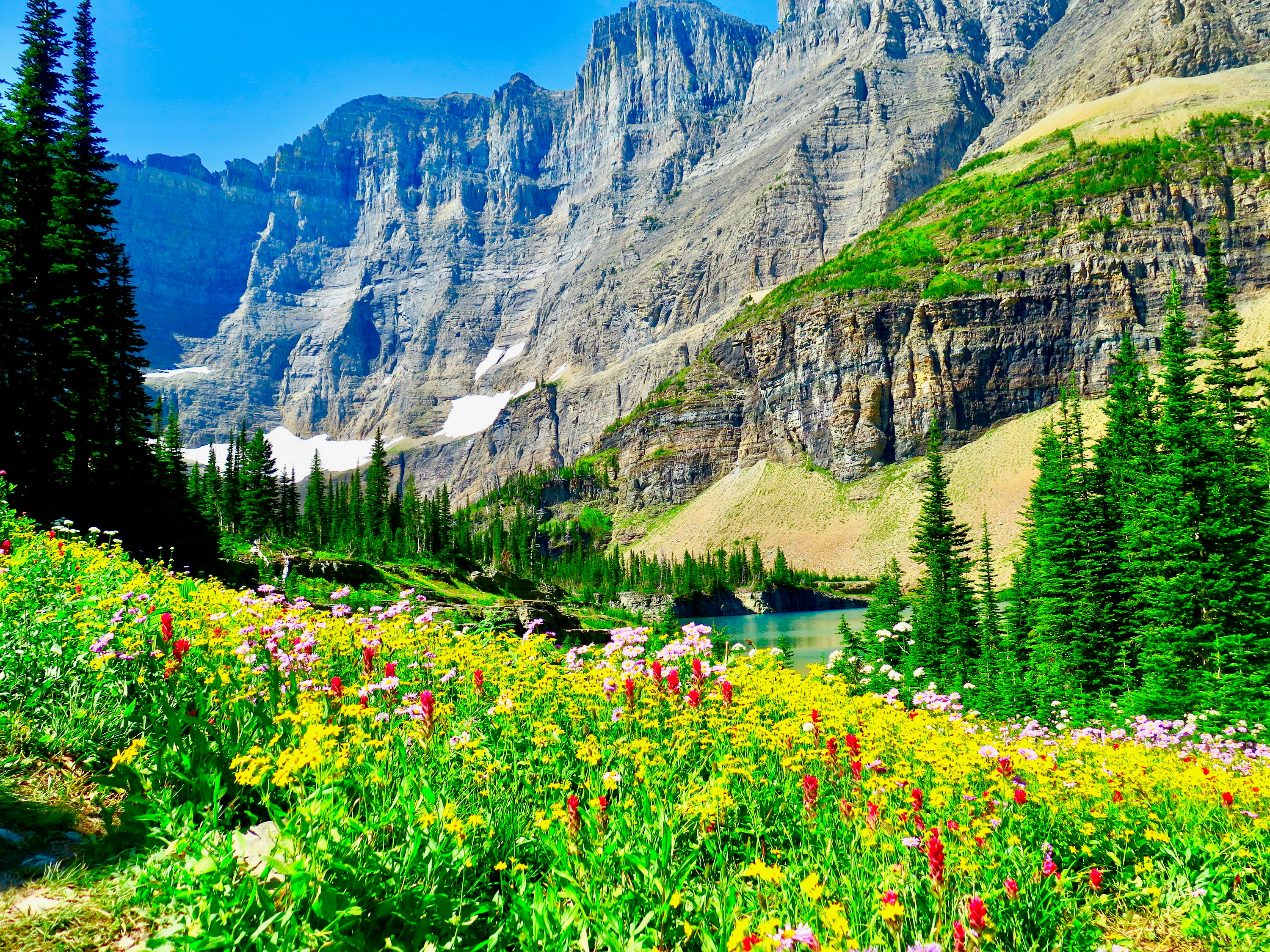 Iceberg Lake, Glacier National Park, Montana | green grass field near lake and mountain during daytime