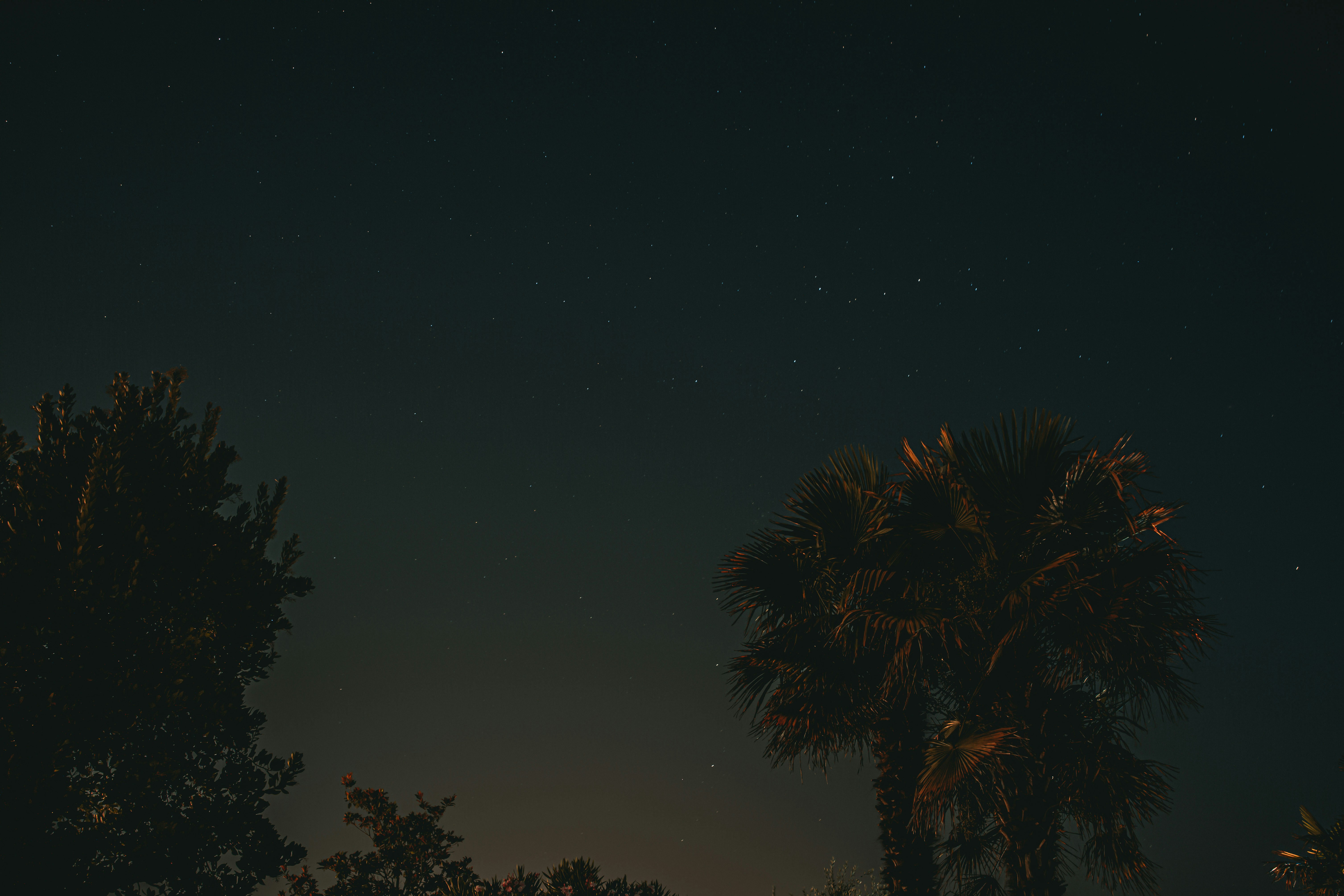 Green palm tree during night time photo – Free Wallpaper Image on Unsplash