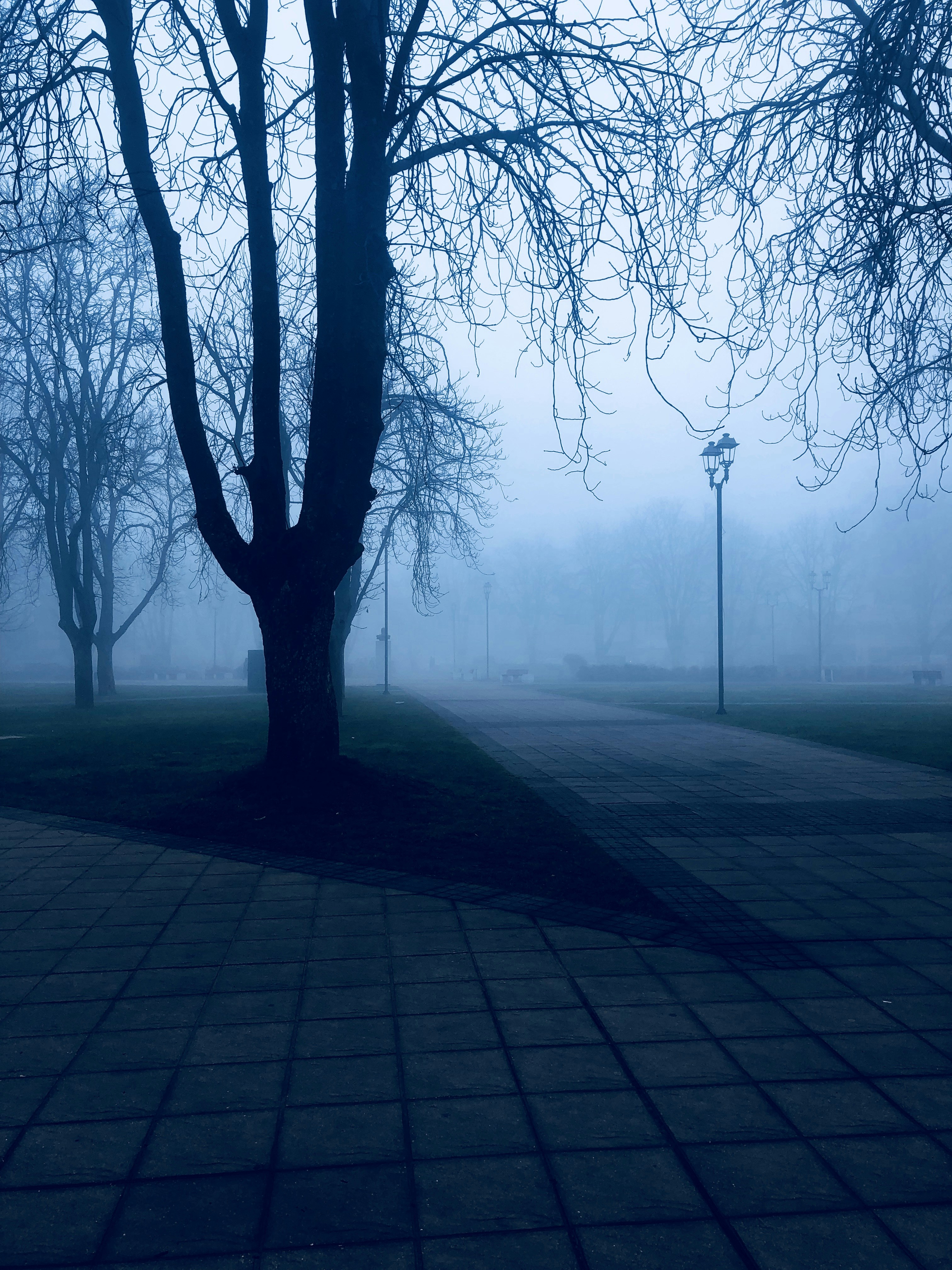 Gnarled tree stands against a backdrop of fog enveloping a deserted park pathway, illuminated by distant lampposts.