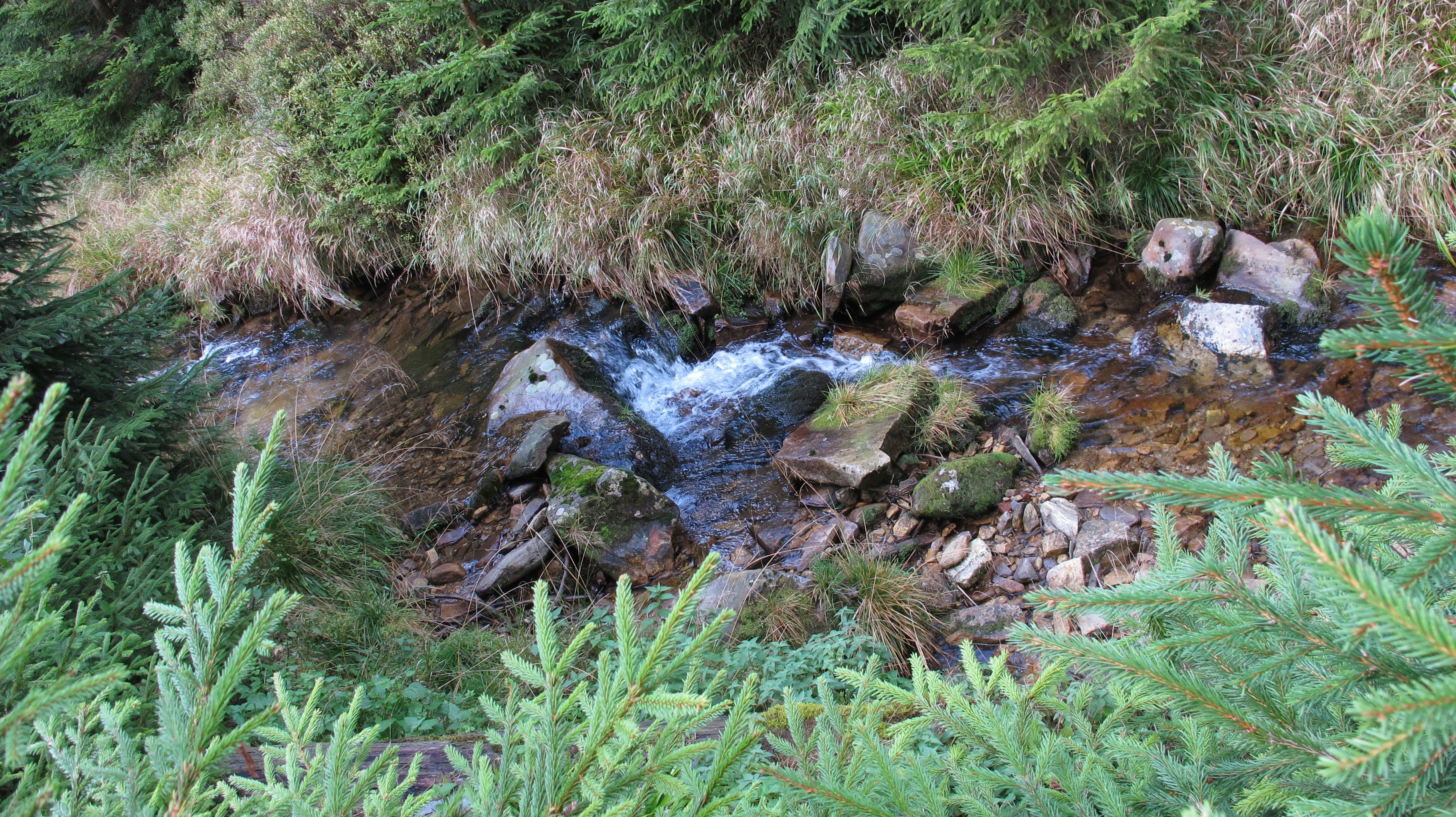 Brook, Stream in the Forest | 6 best free stream, plant, outdoor and ...