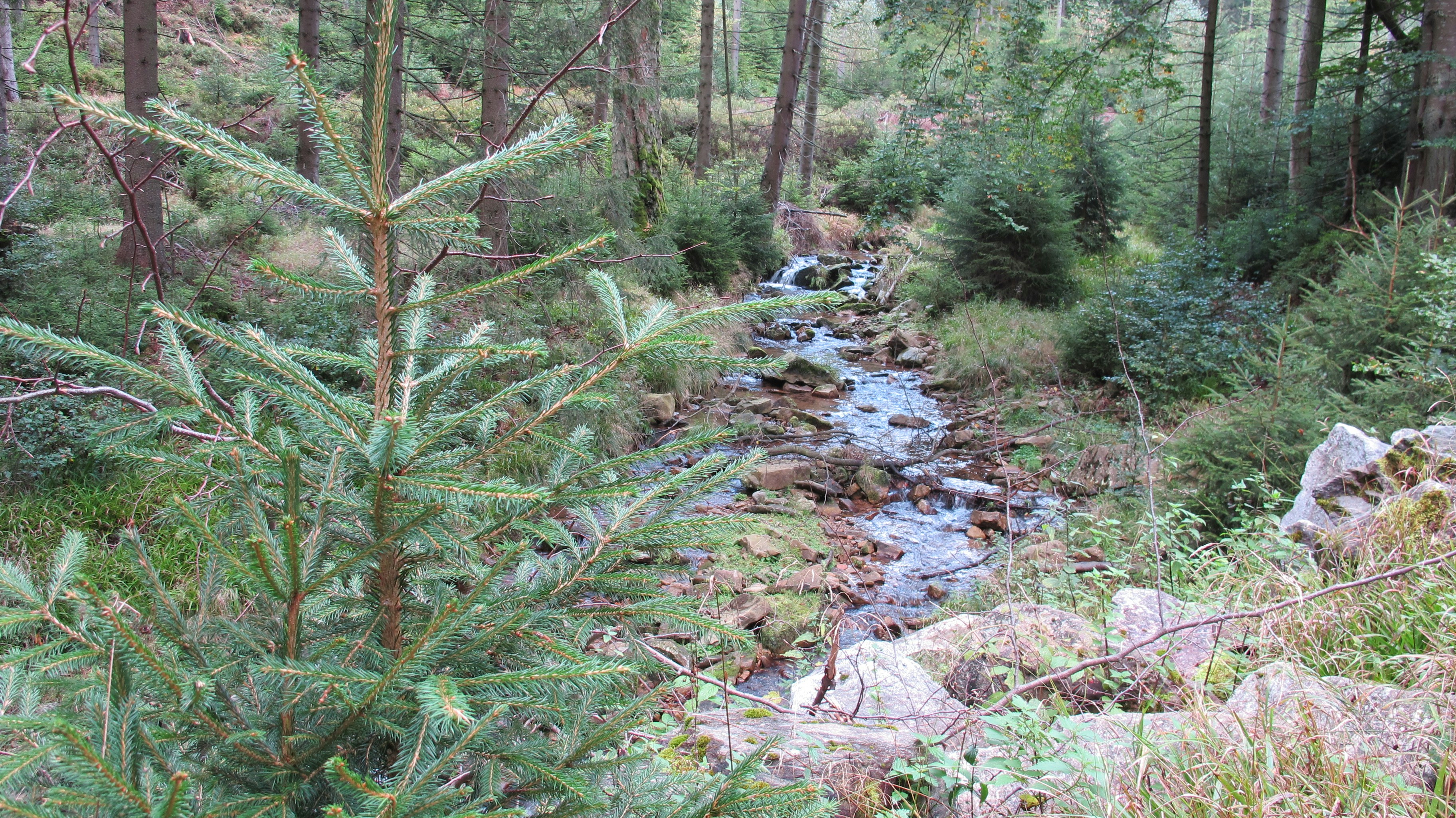 Brook, Stream in the Forest | 6 best free stream, plant, outdoor and ...