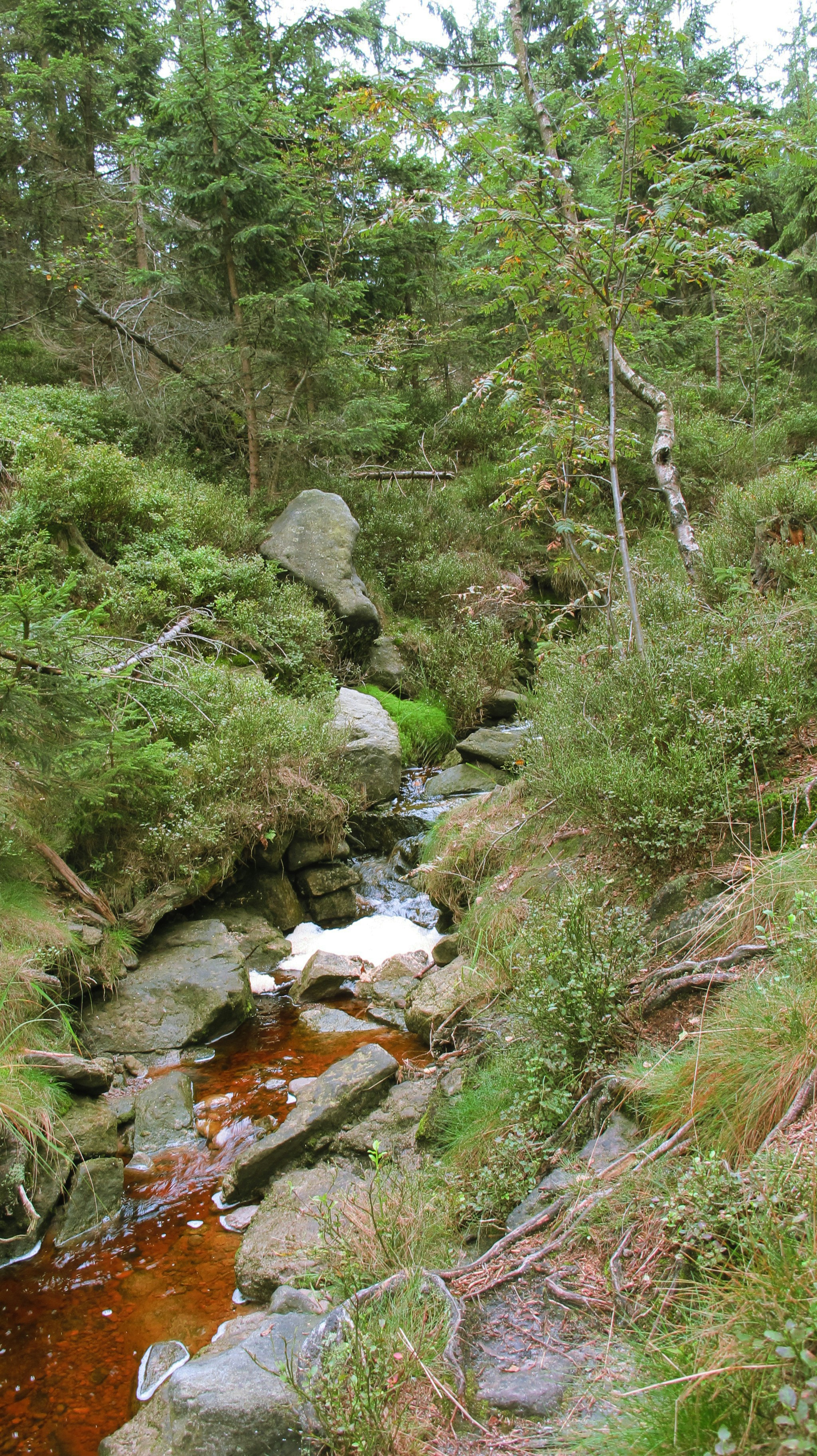 Brook, Stream in the Forest | 6 best free stream, plant, outdoor and ...