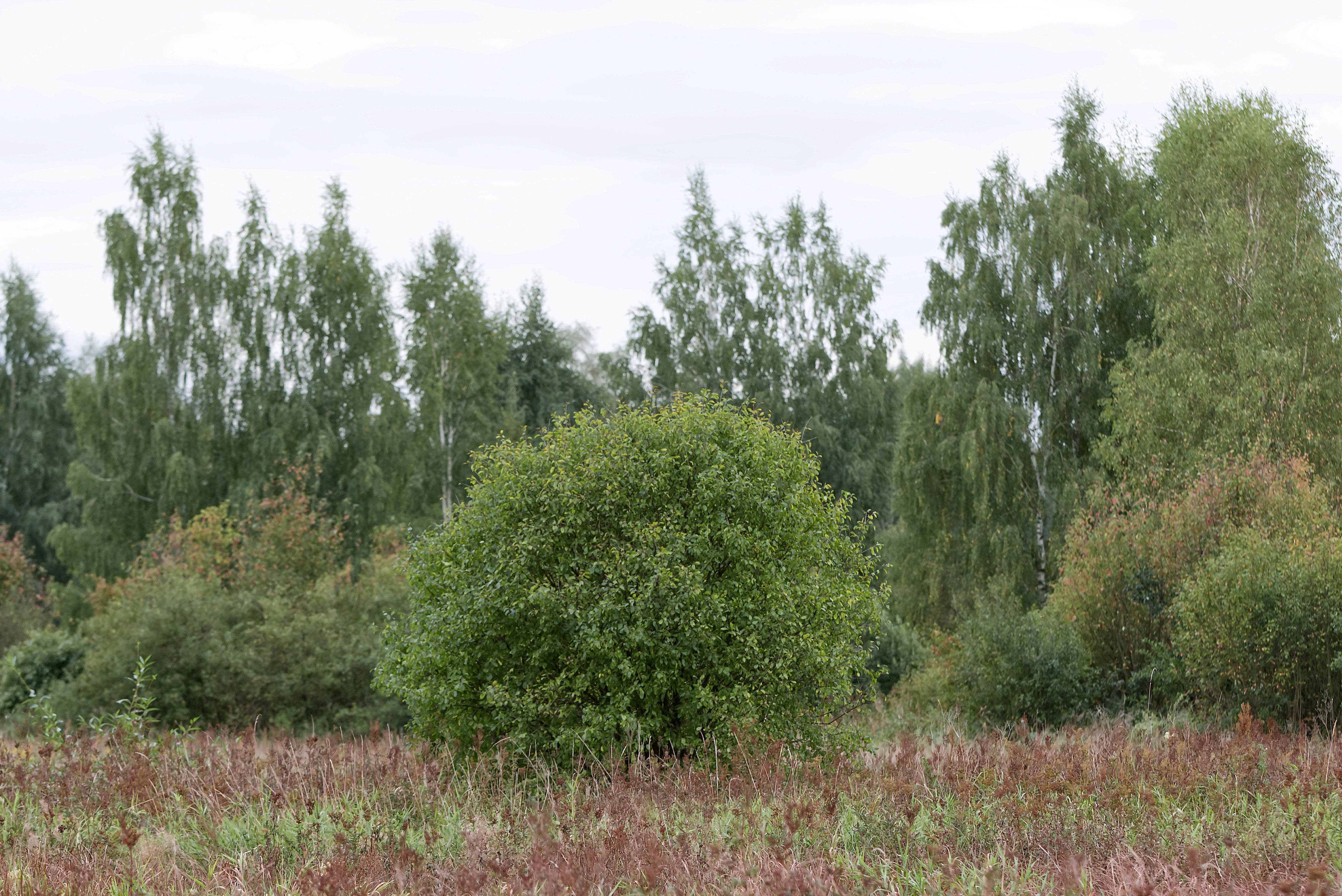 The Crowned Bush at the Field's Quiet Edge