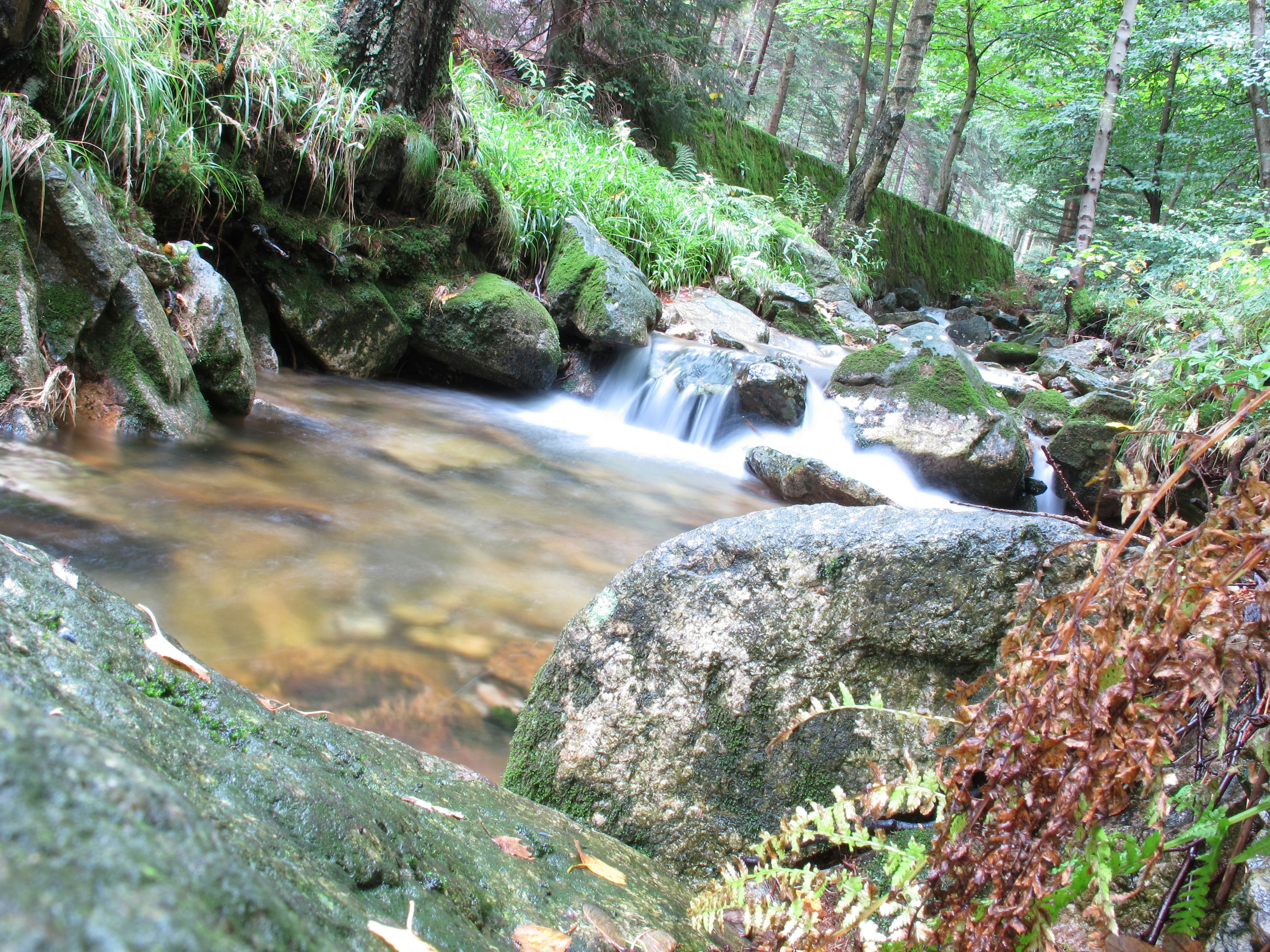 Brook, Stream in the Forest | 6 best free stream, plant, outdoor and ...