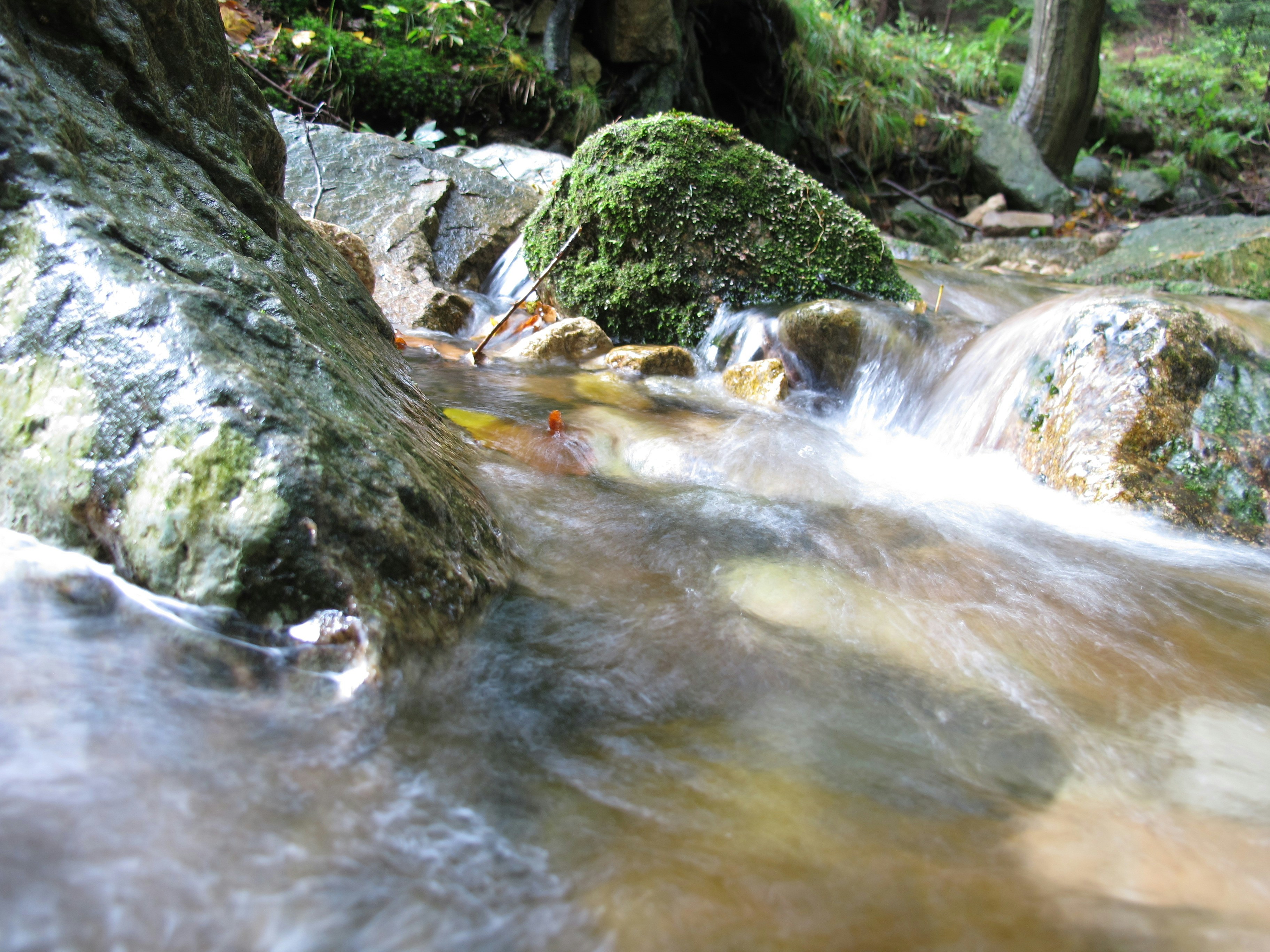 Brook, Stream in the Forest | 6 best free stream, plant, outdoor and ...