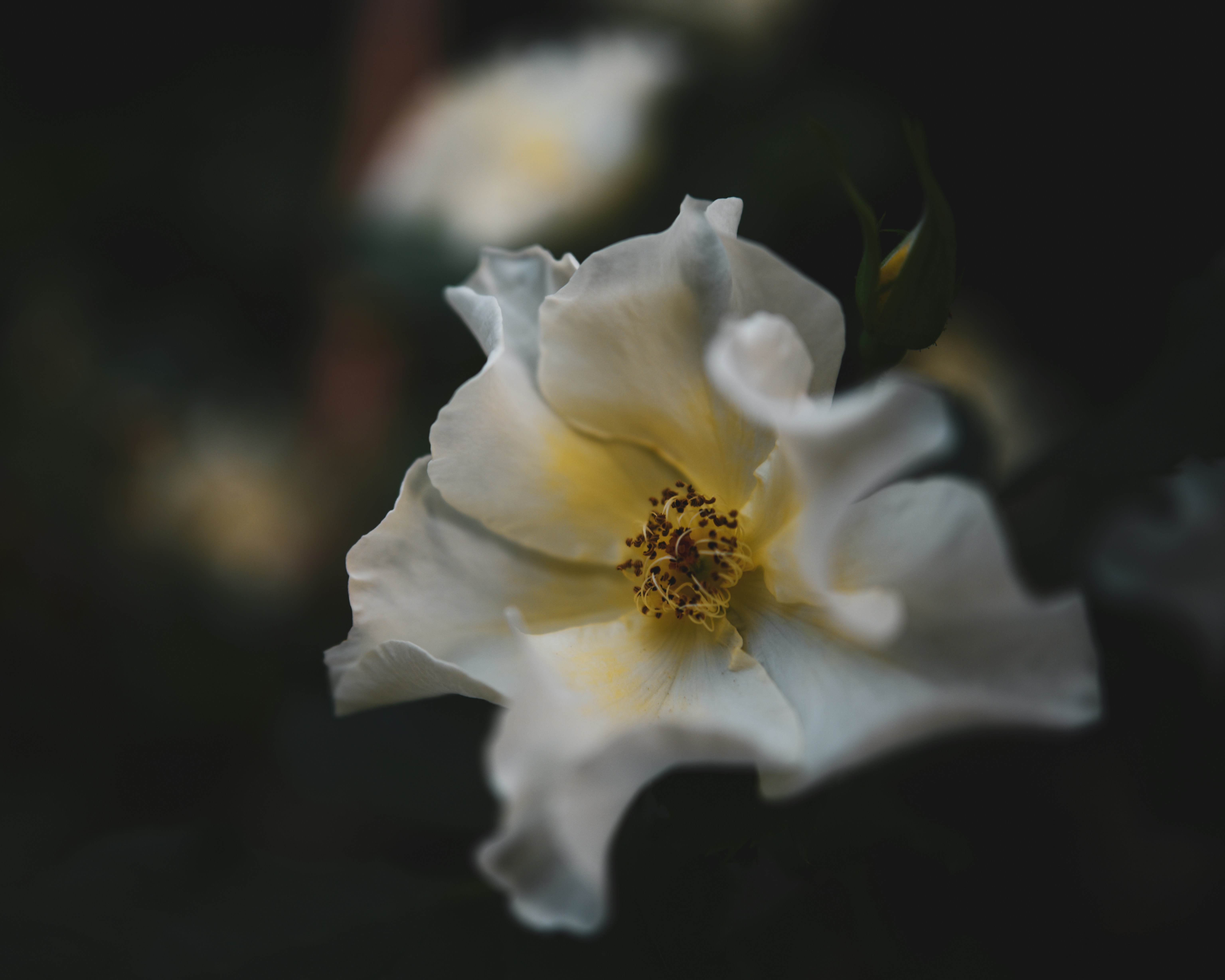 Center Stage: A White Rose Emerges from Velvet Darkness