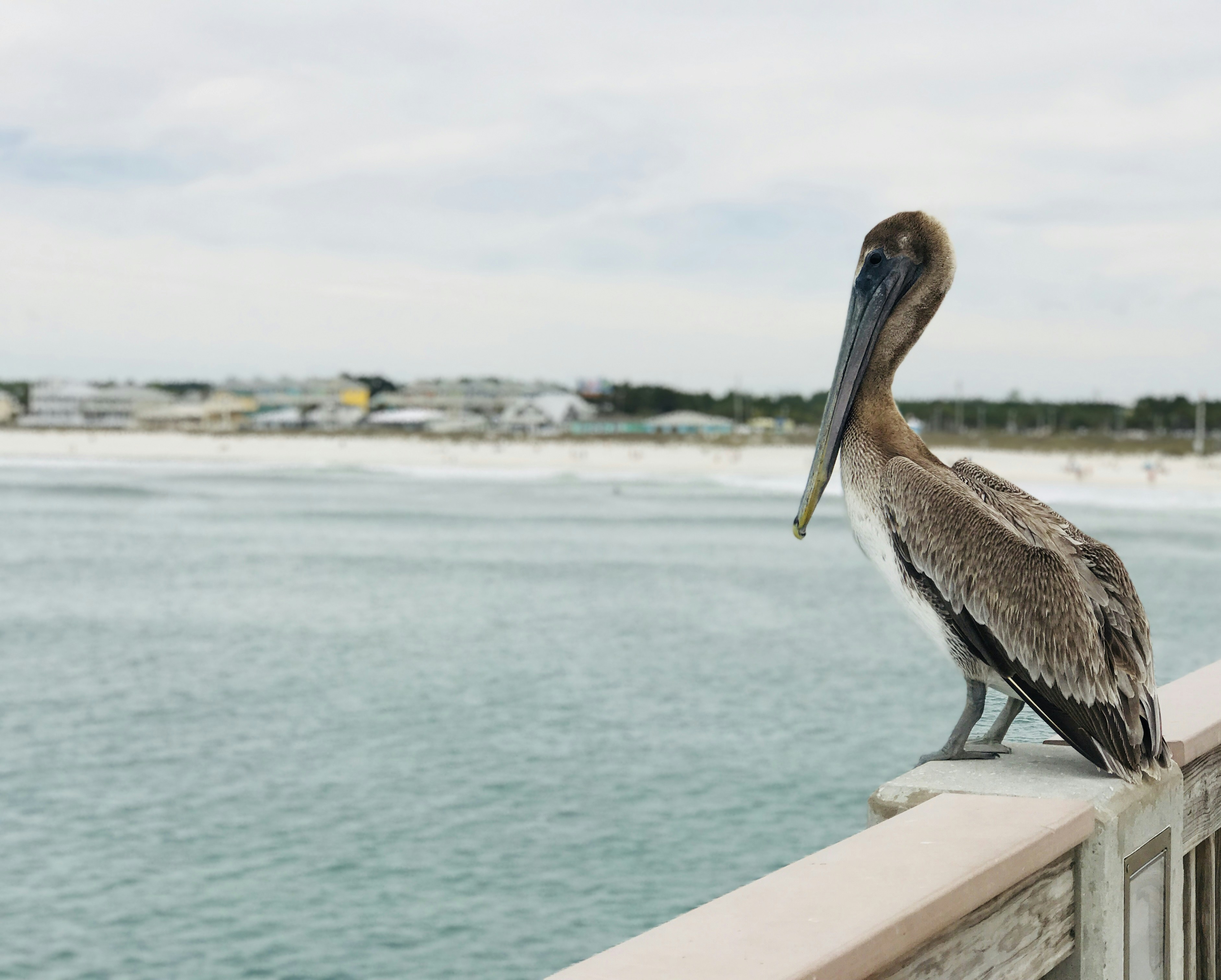 A pelican stands gracefully on a railing overlooking the ocean, with a coastal town in the background. The scene captures the serene beauty of marine life and coastal landscapes.