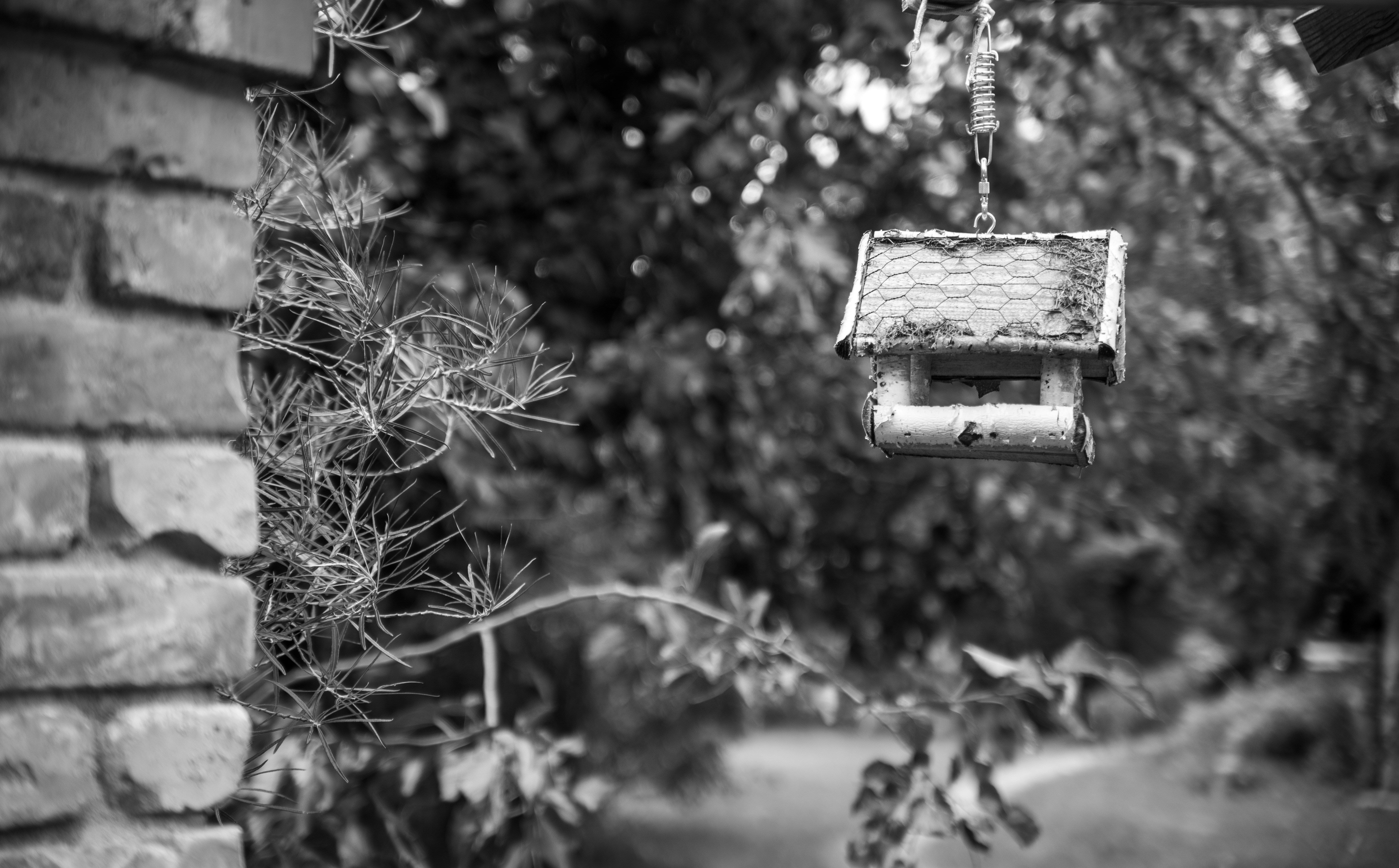 Suspended Quiet: A weathered bird feeder beside brick and ivy in a grayscale garden.