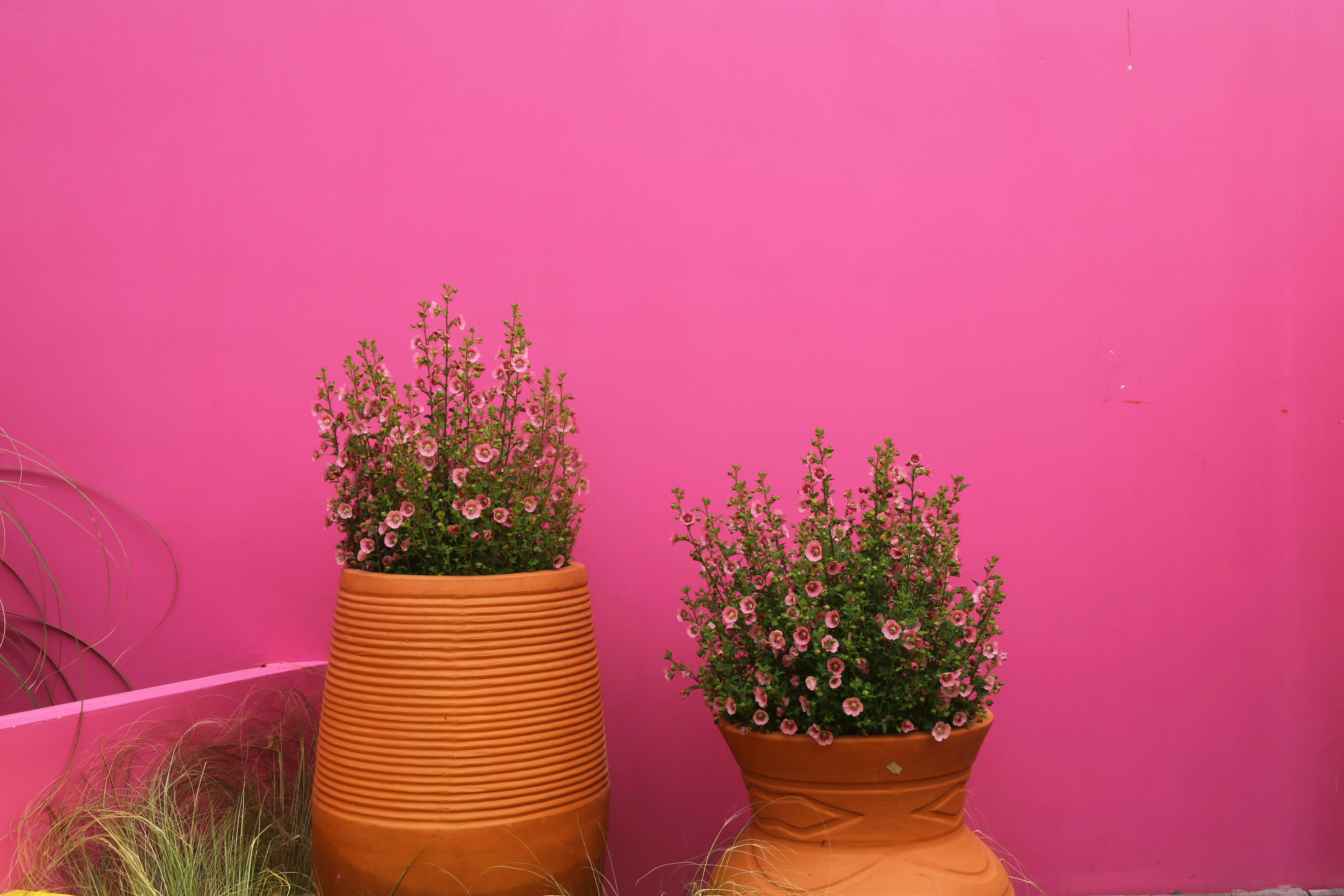 flower, pink, Flowerpot, garden, Gorgeous | pink flowers in brown clay pot