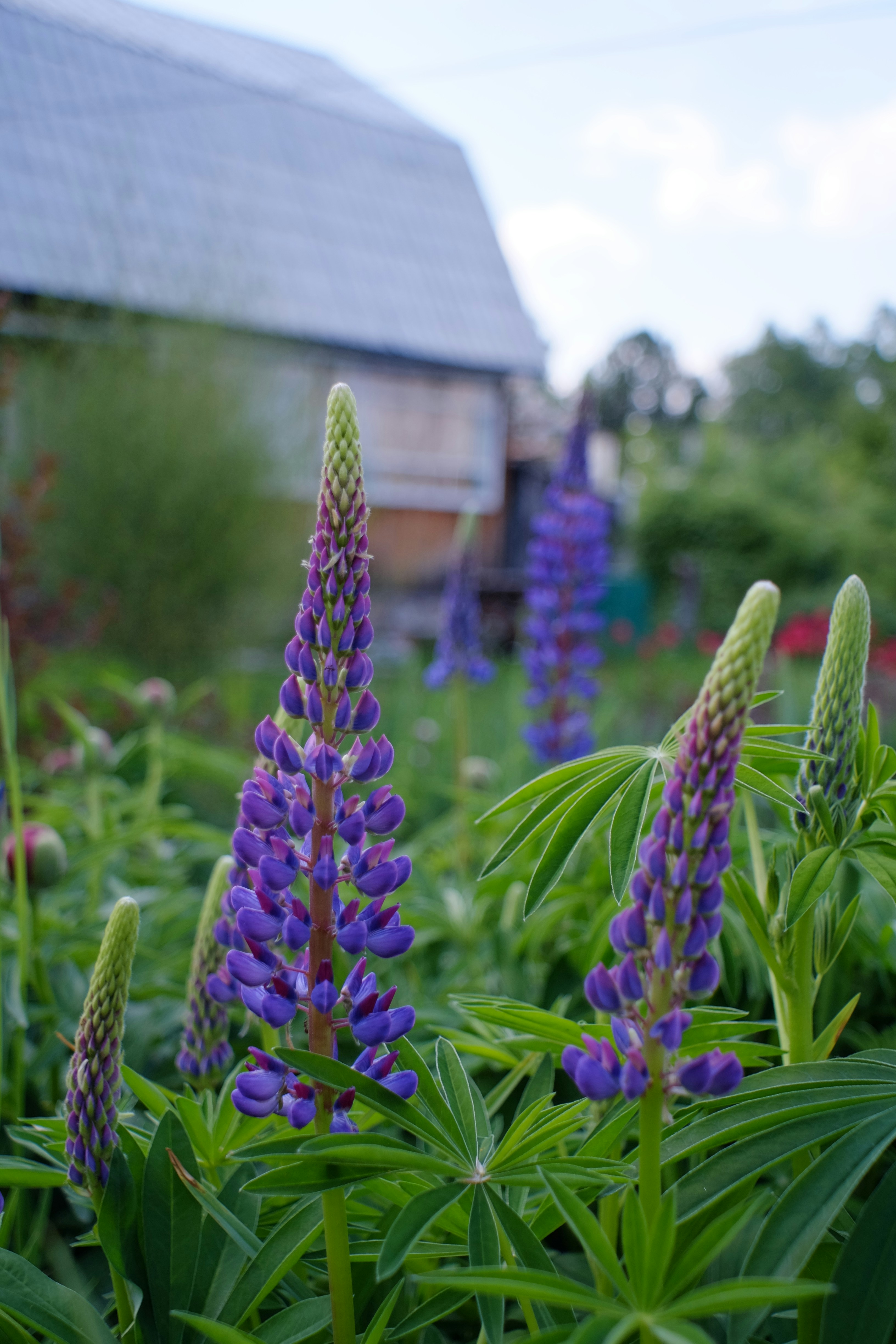 Vibrant purple lupine flowers stand tall amidst lush green foliage, set against a rustic backdrop of a weathered building.