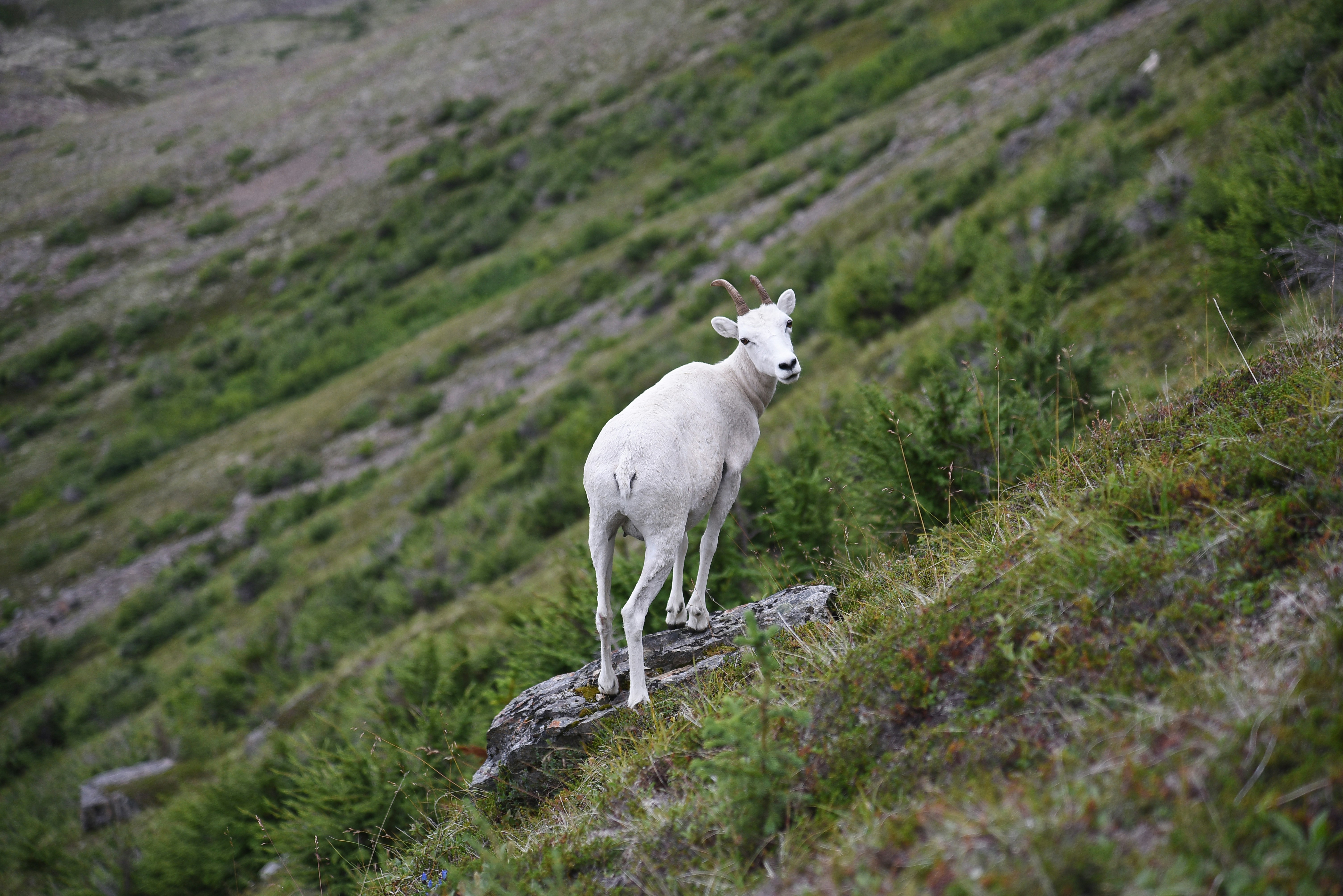A mountain goat stands on a rocky outcrop, surveying its lush alpine surroundings. The rugged terrain and vibrant greenery complement its striking white coat.