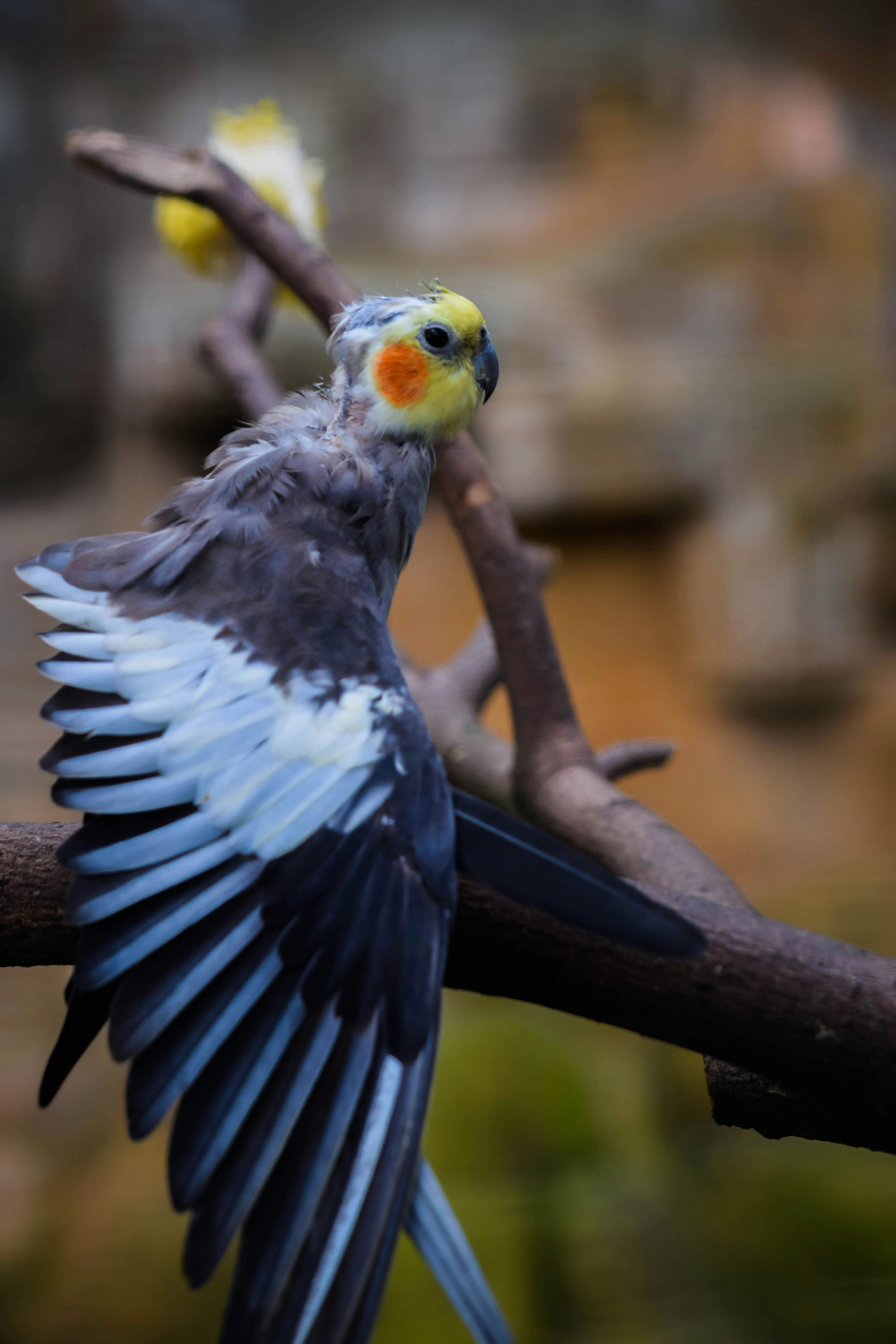 Blue-Gray Wings on a Winding Branch: A Cockatiel Mid-Spread