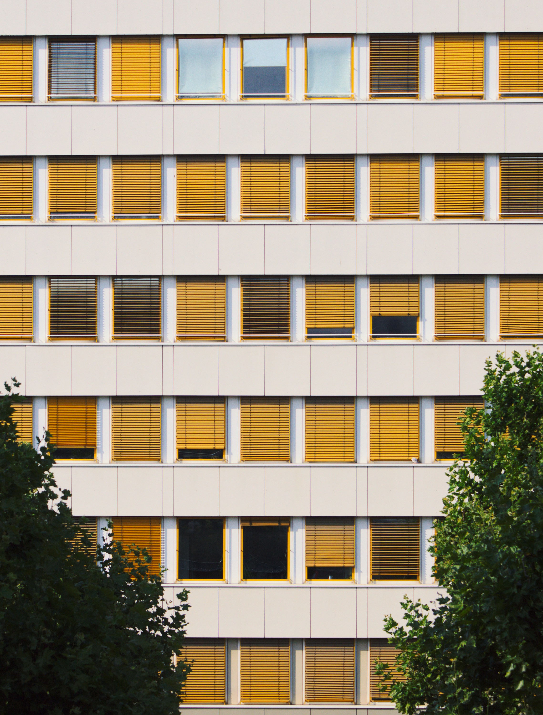 Modern building facade with rows of yellow-tinted windows reflecting sunlight, framed by green foliage below.