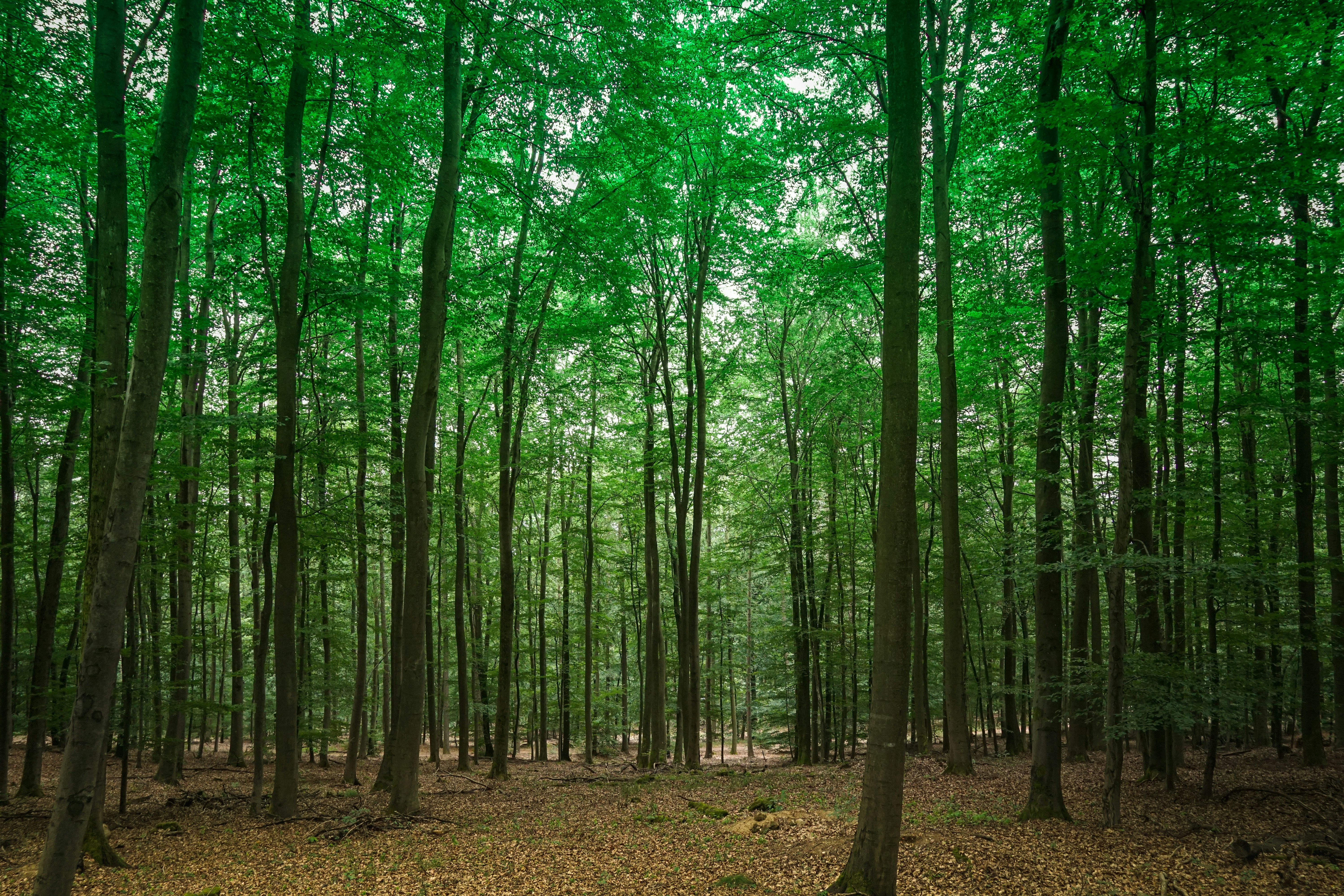 Arbres verts sur sol brun photo – Photo Forêt Gratuite sur Unsplash