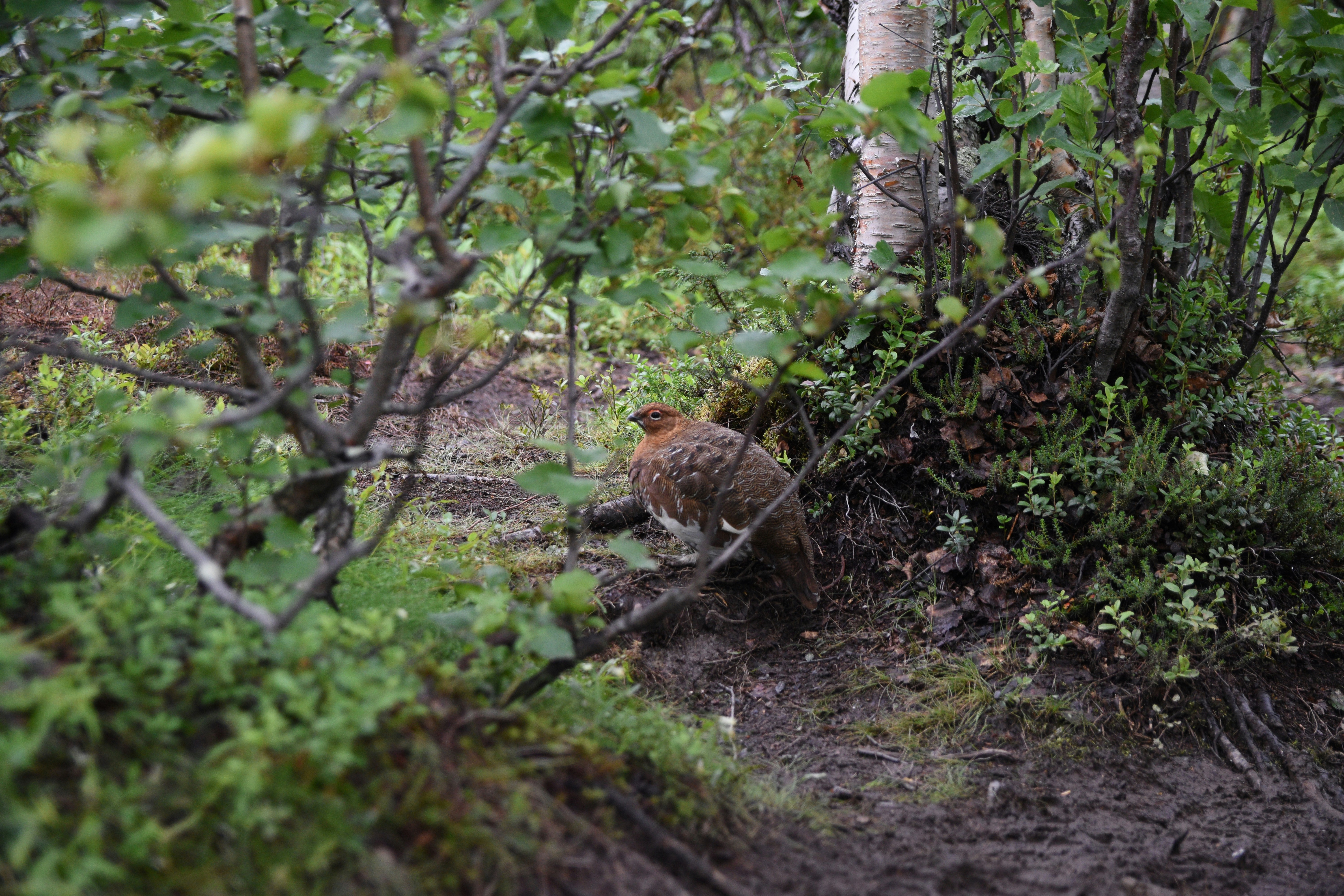 A brown bird camouflaged among lush greenery and birch trees in a serene woodland setting.