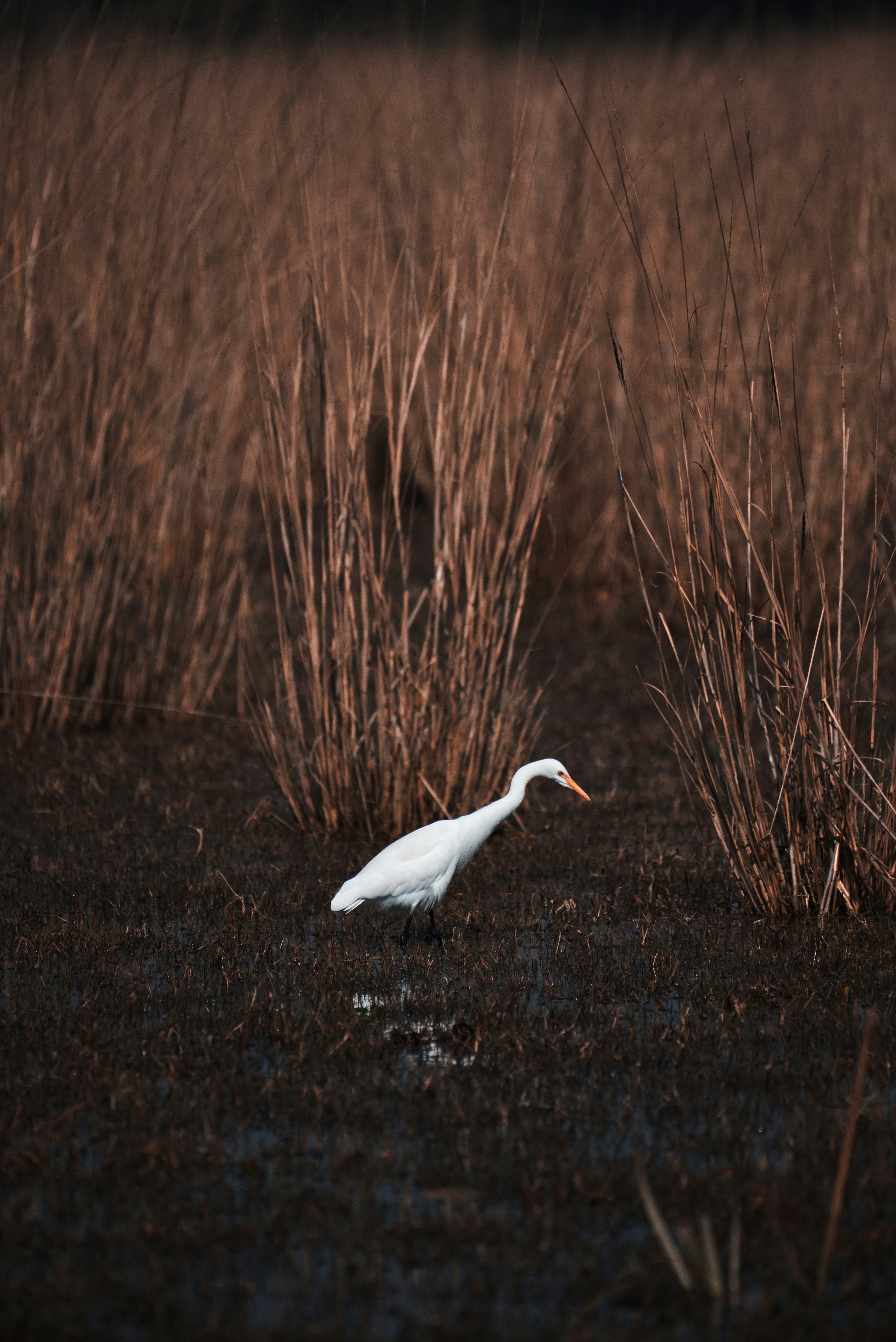 White Heron Among Rusted Reeds at Dusk
