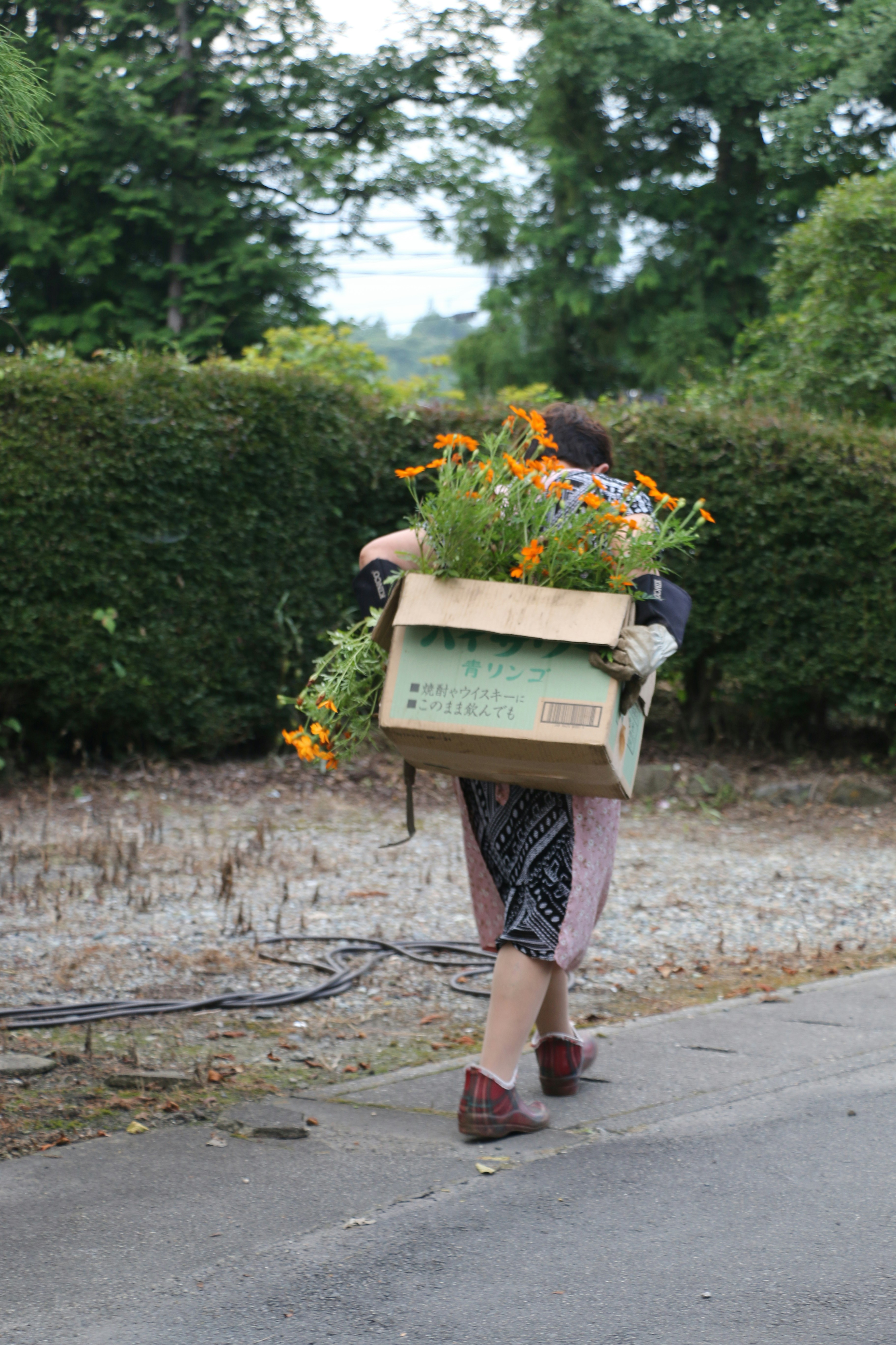 The Cartons of Color: A Street-Garden Delivery Walk