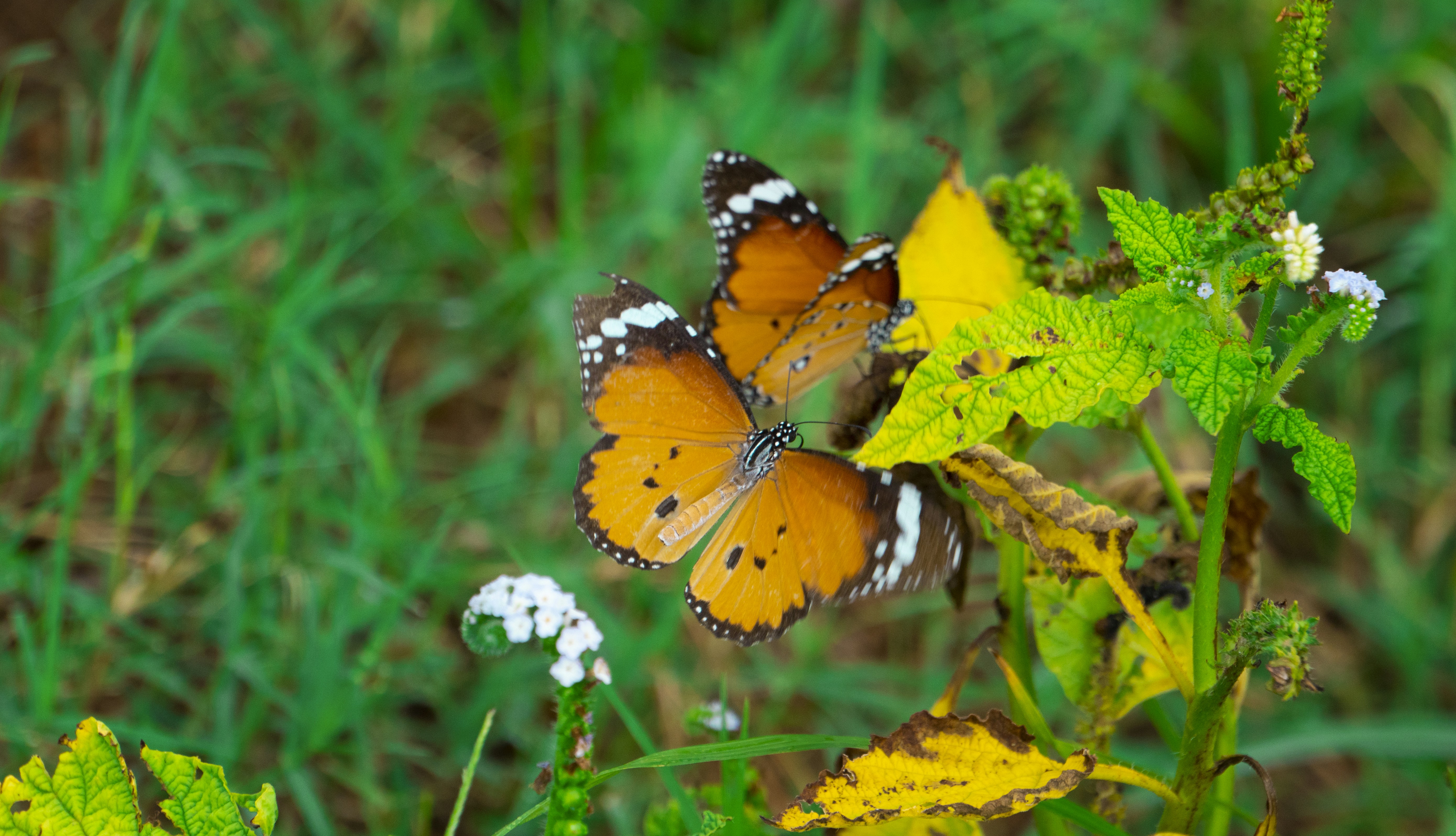 Painted Lady on a sunlit green stem amid grasses