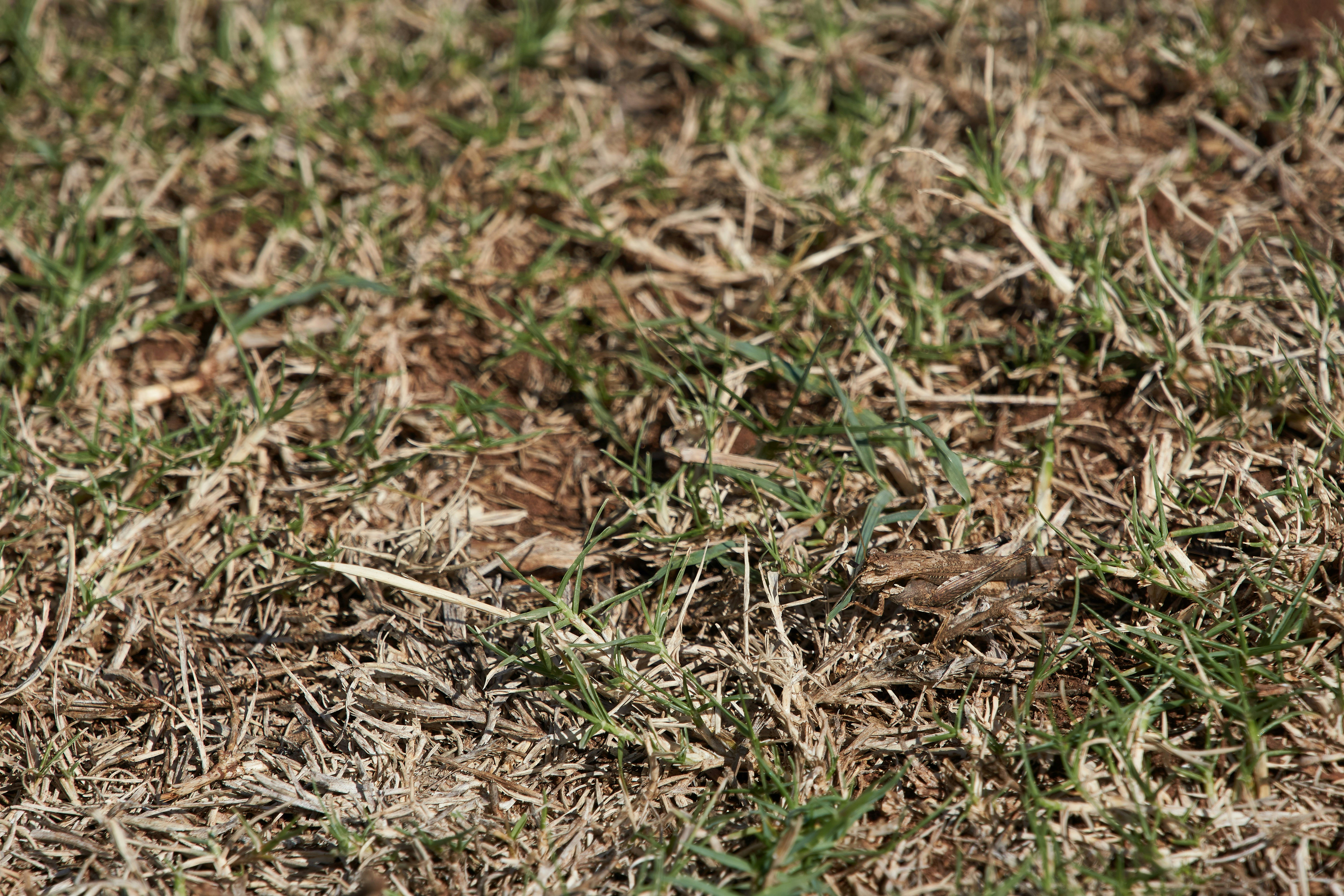 A close-up view of a textured ground surface, showcasing a blend of dried grass and soil, with a small creature partially concealed among the vegetation.