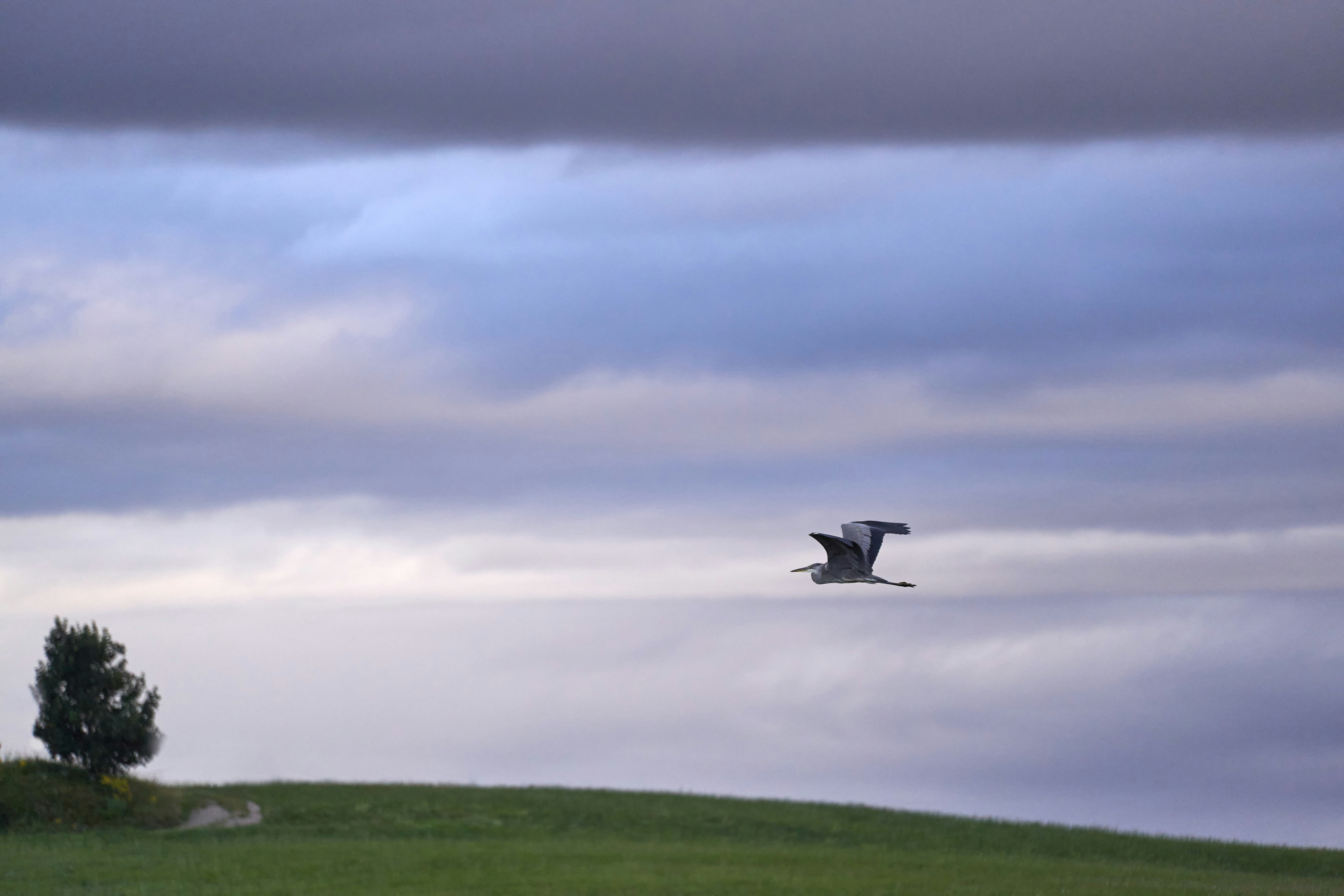 Gull in the Mist: Flight over a Quiet Hill
