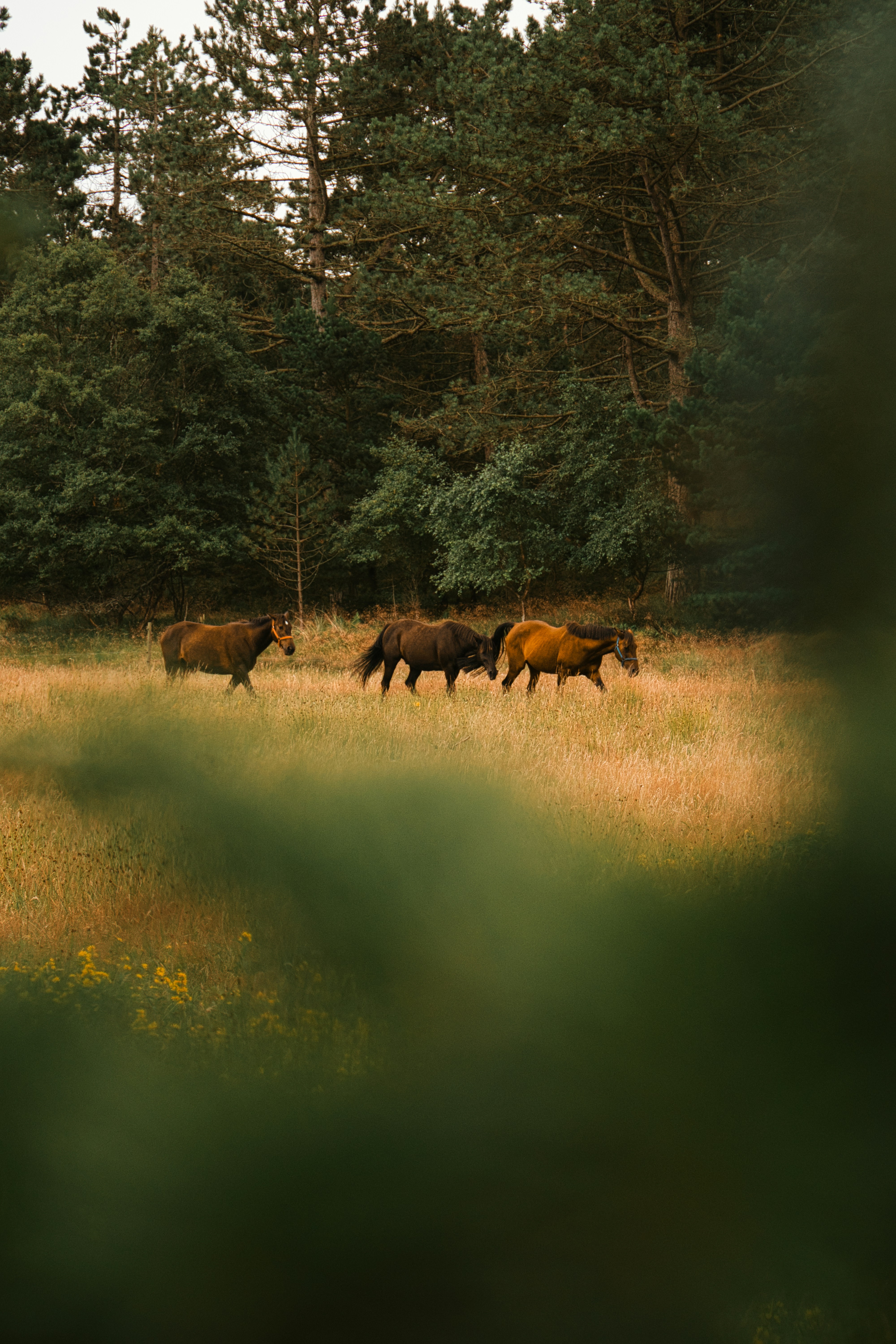 Three horses trotting through a sunlit meadow, framed by soft foliage. The scene captures the tranquility of nature.