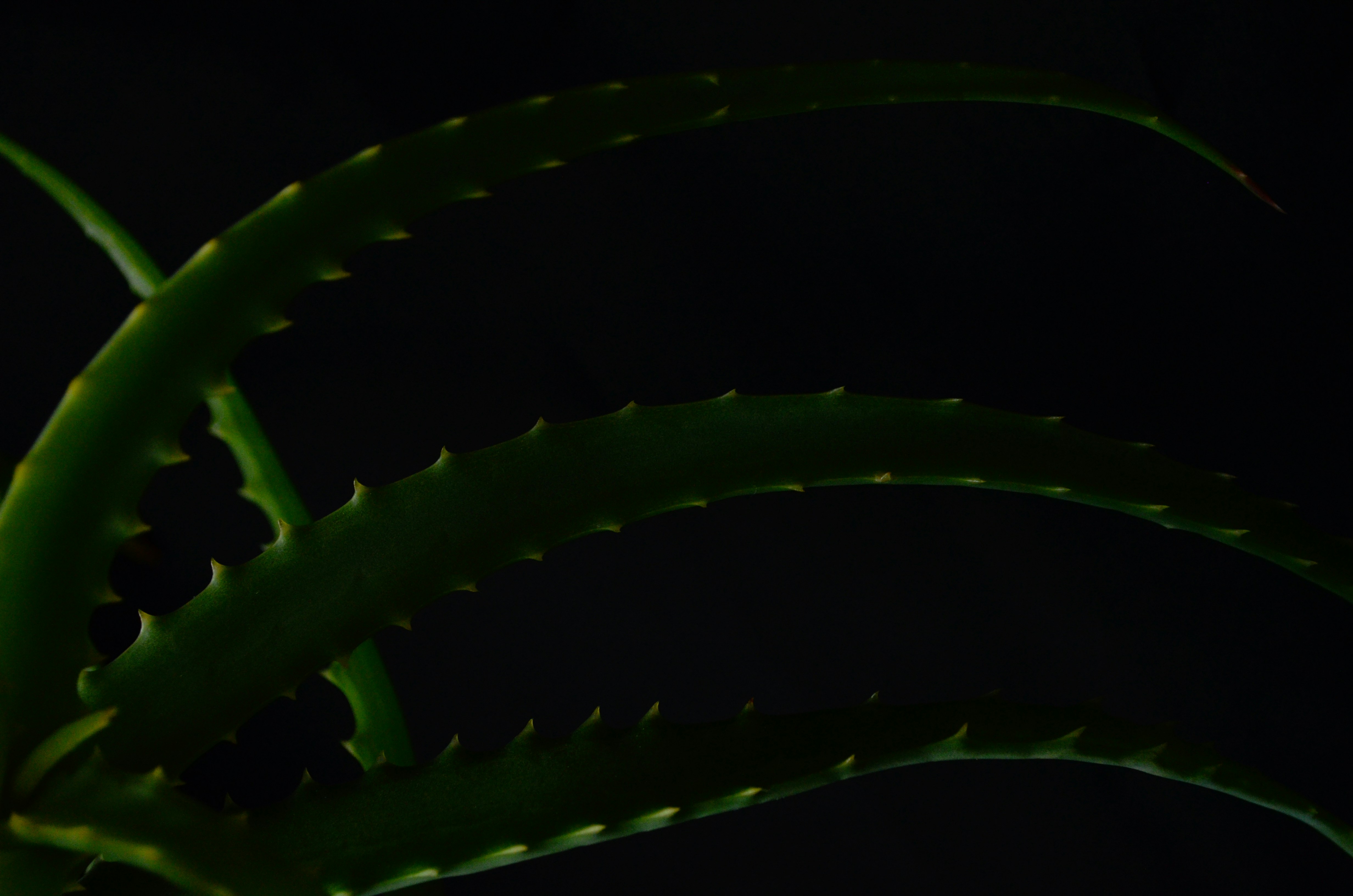 The Resilient Elegance of Aloe