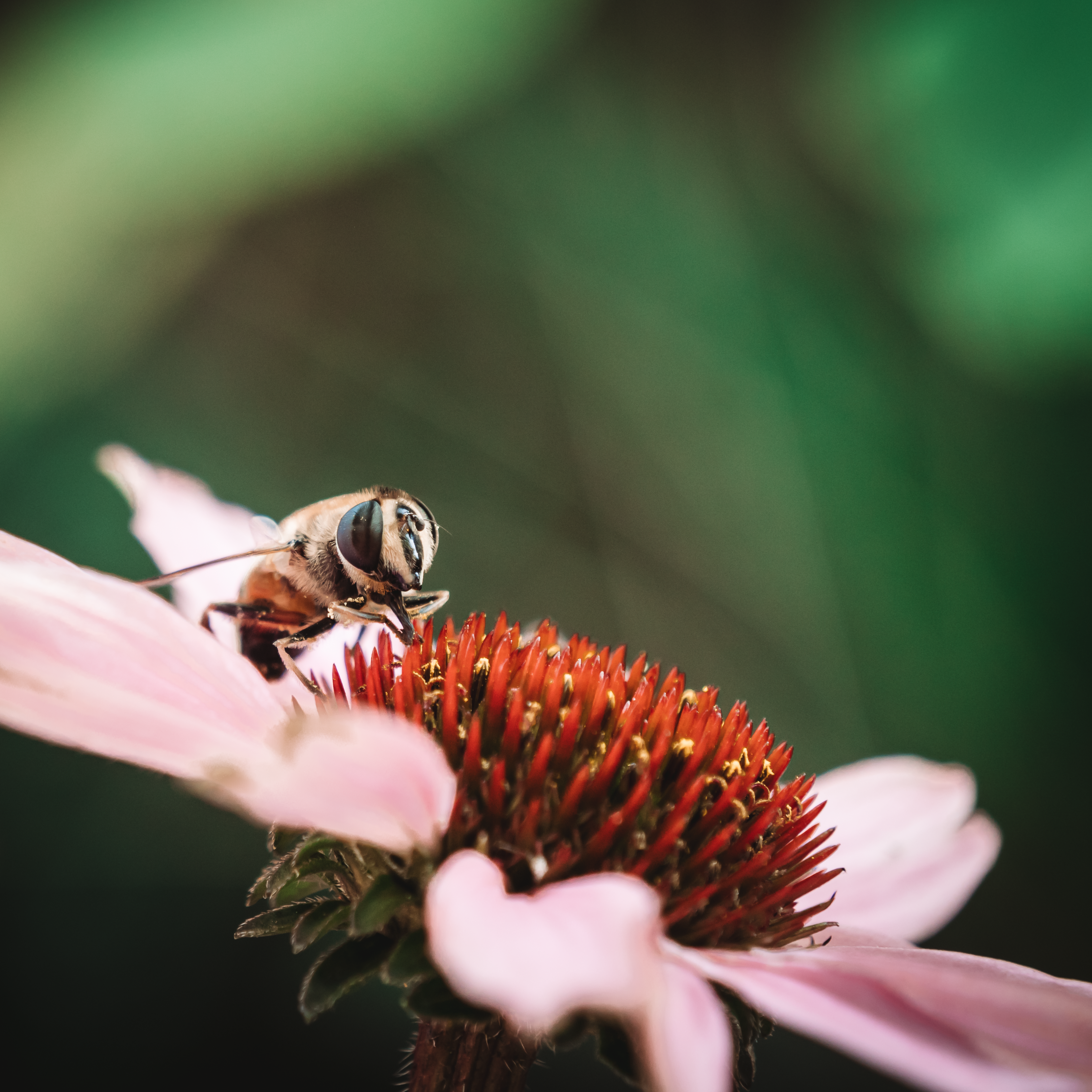 Honeybee perched on purple flower in close up photography during ...
