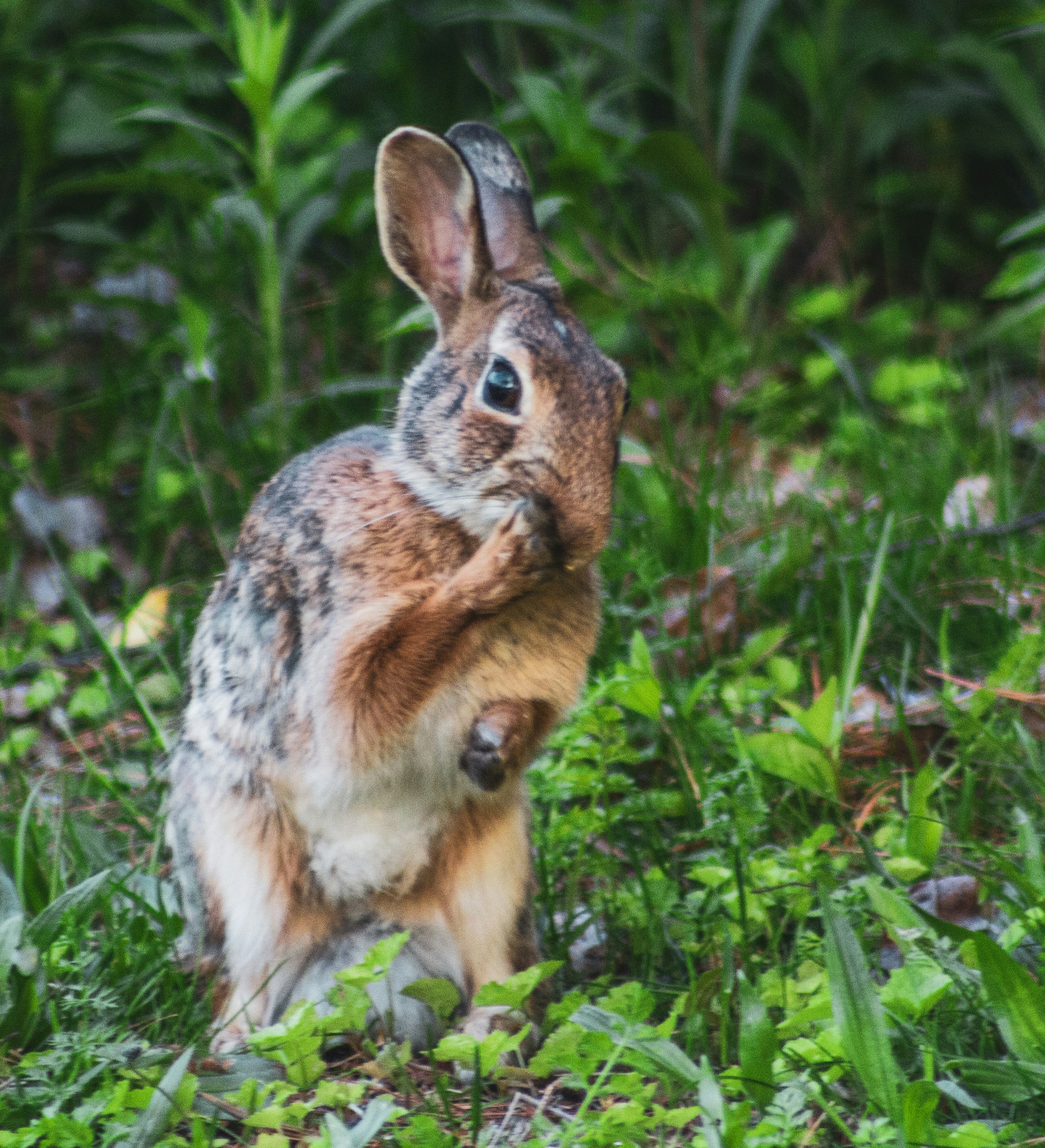 Bunny photo shot on Canon EOS 600D