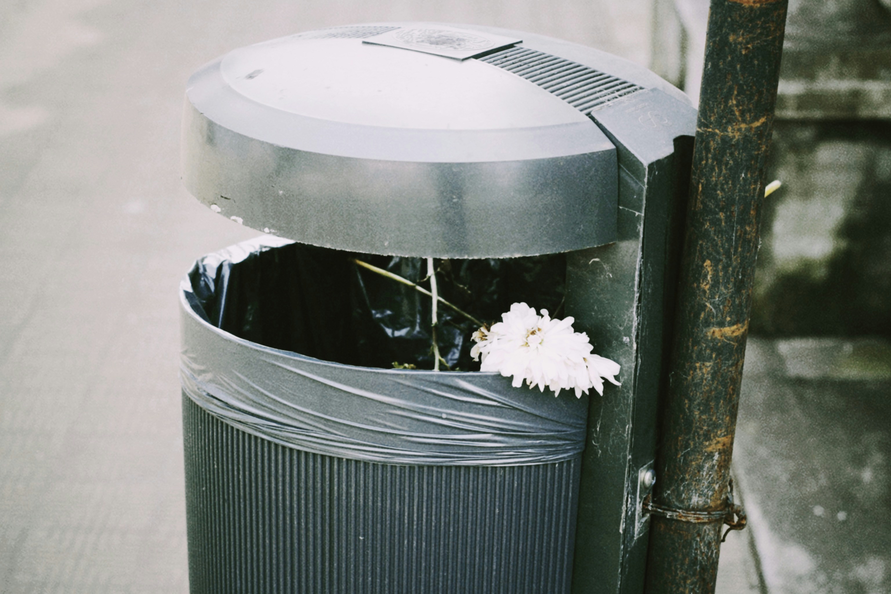 White flower on black plastic trash bin photo – Free Film photography ...