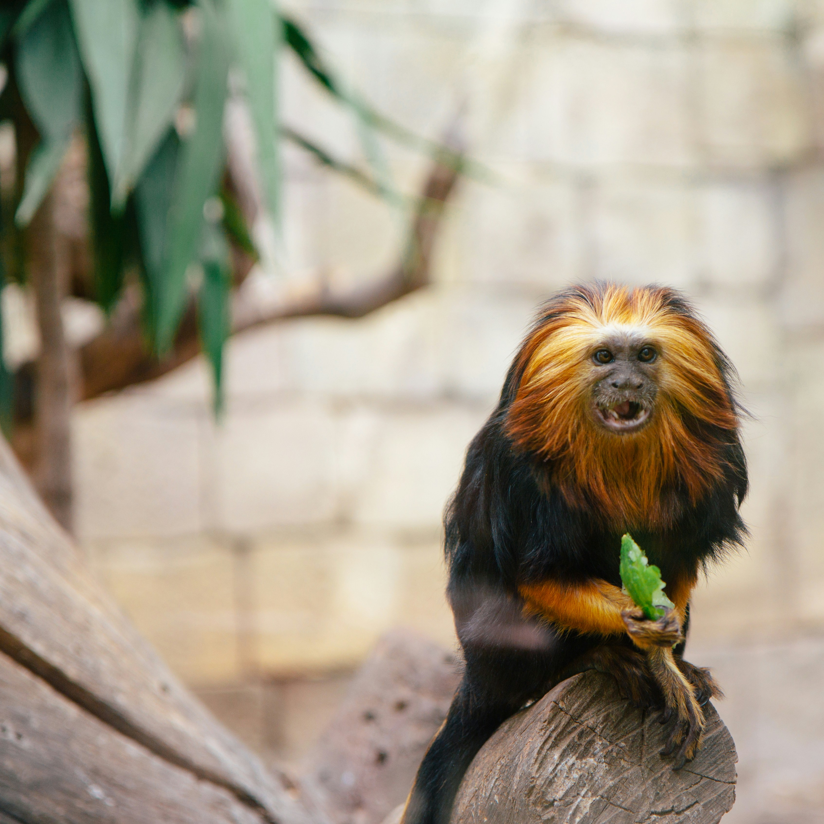 black and brown monkey on brown tree branch during daytime