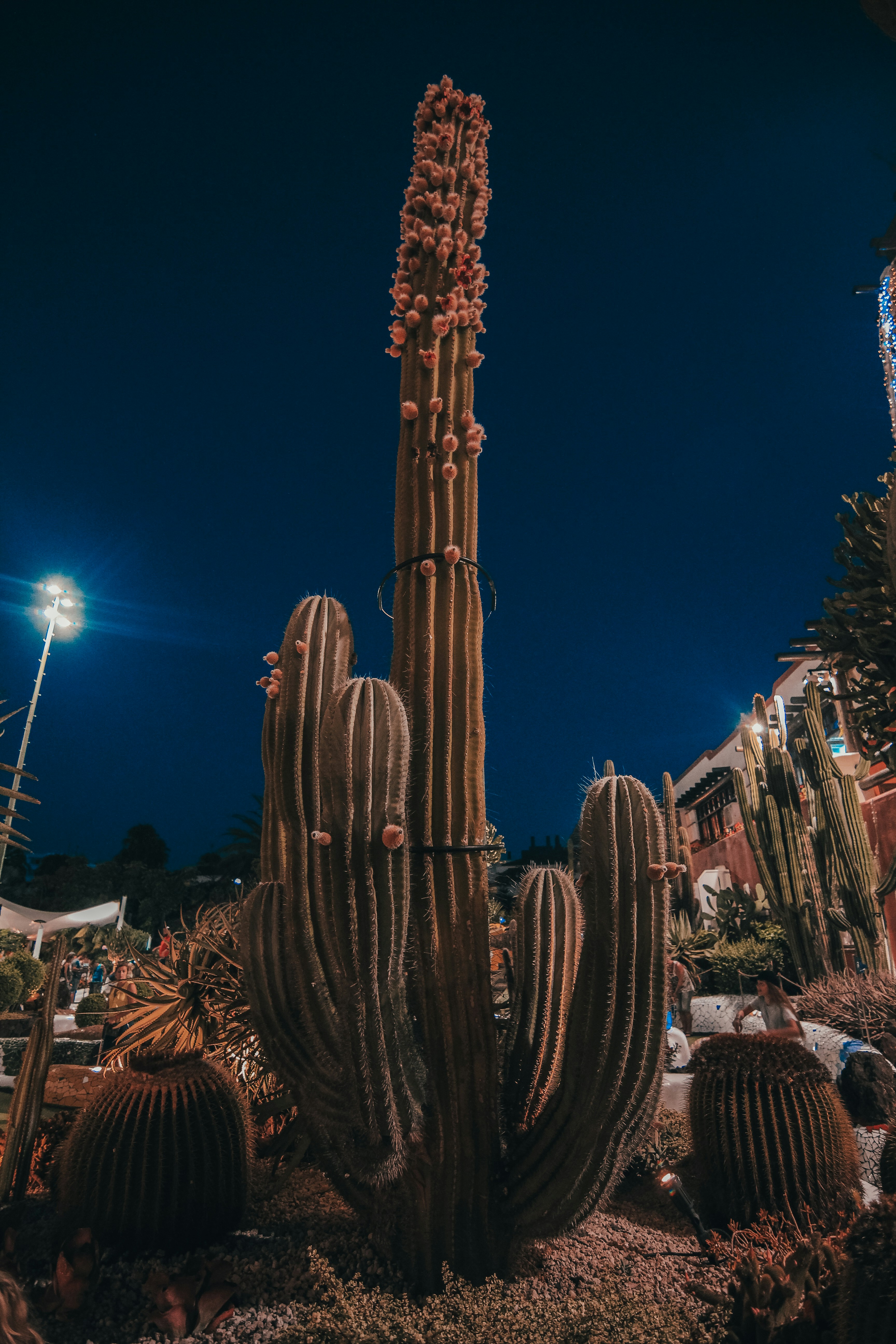 Foto Planta de cactus marrón y blanco – Imagen Tenerife gratis en Unsplash