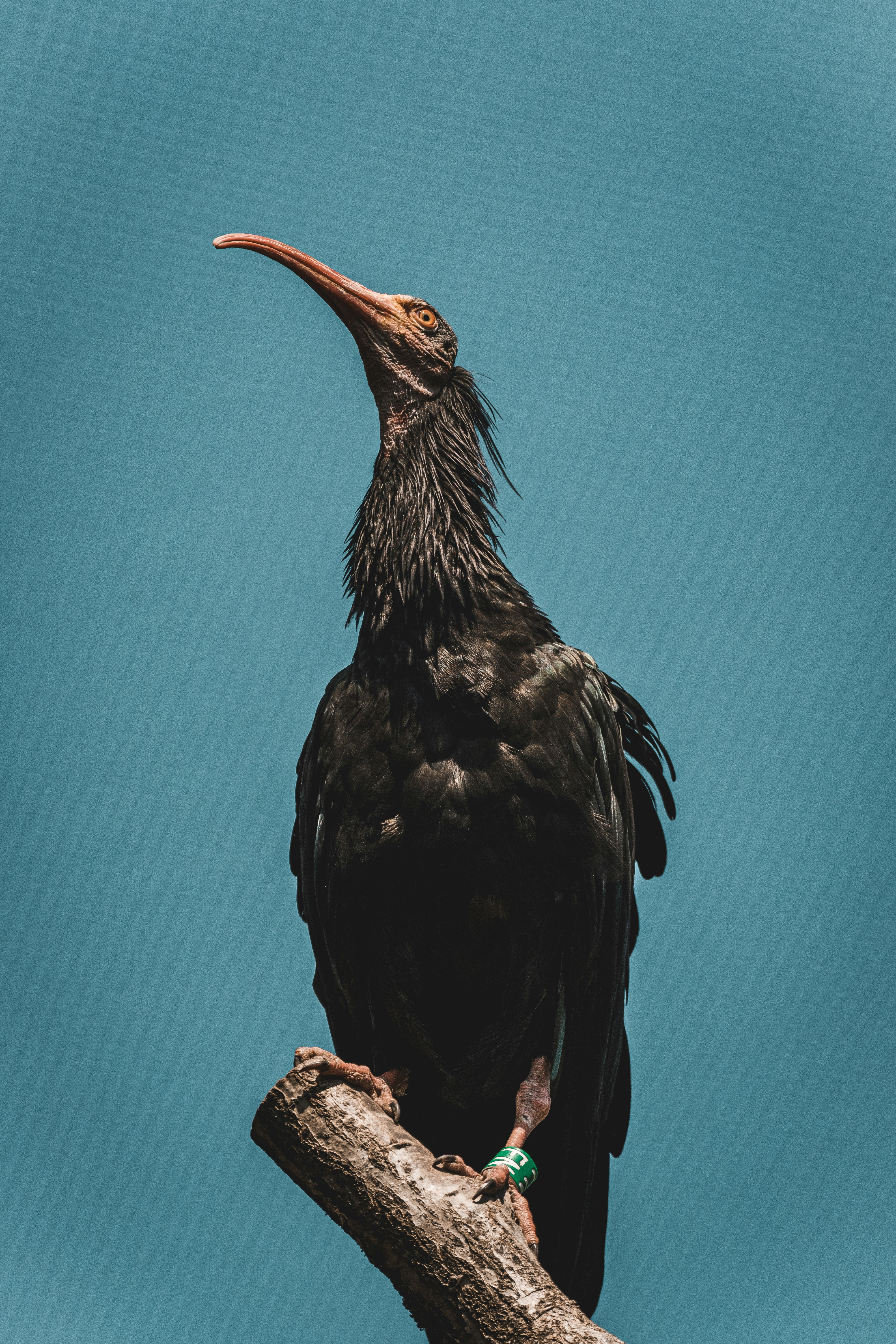 The Curved-Beak Watcher Against a Cerulean Sky
